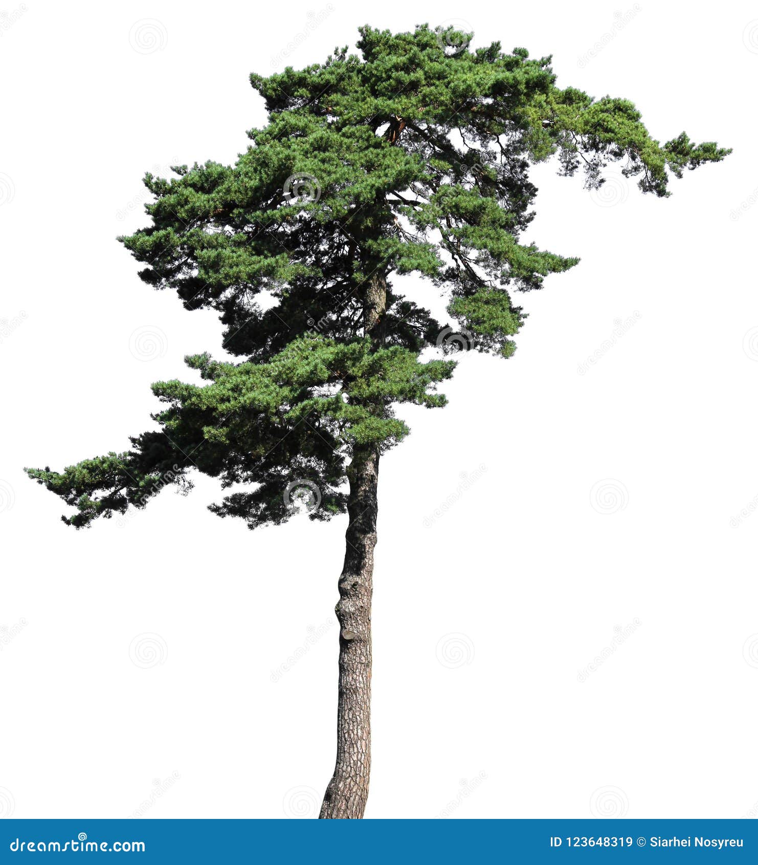 Scotch Fir Conifer Tree, Isolated Stock Image - Image of decoration ...
