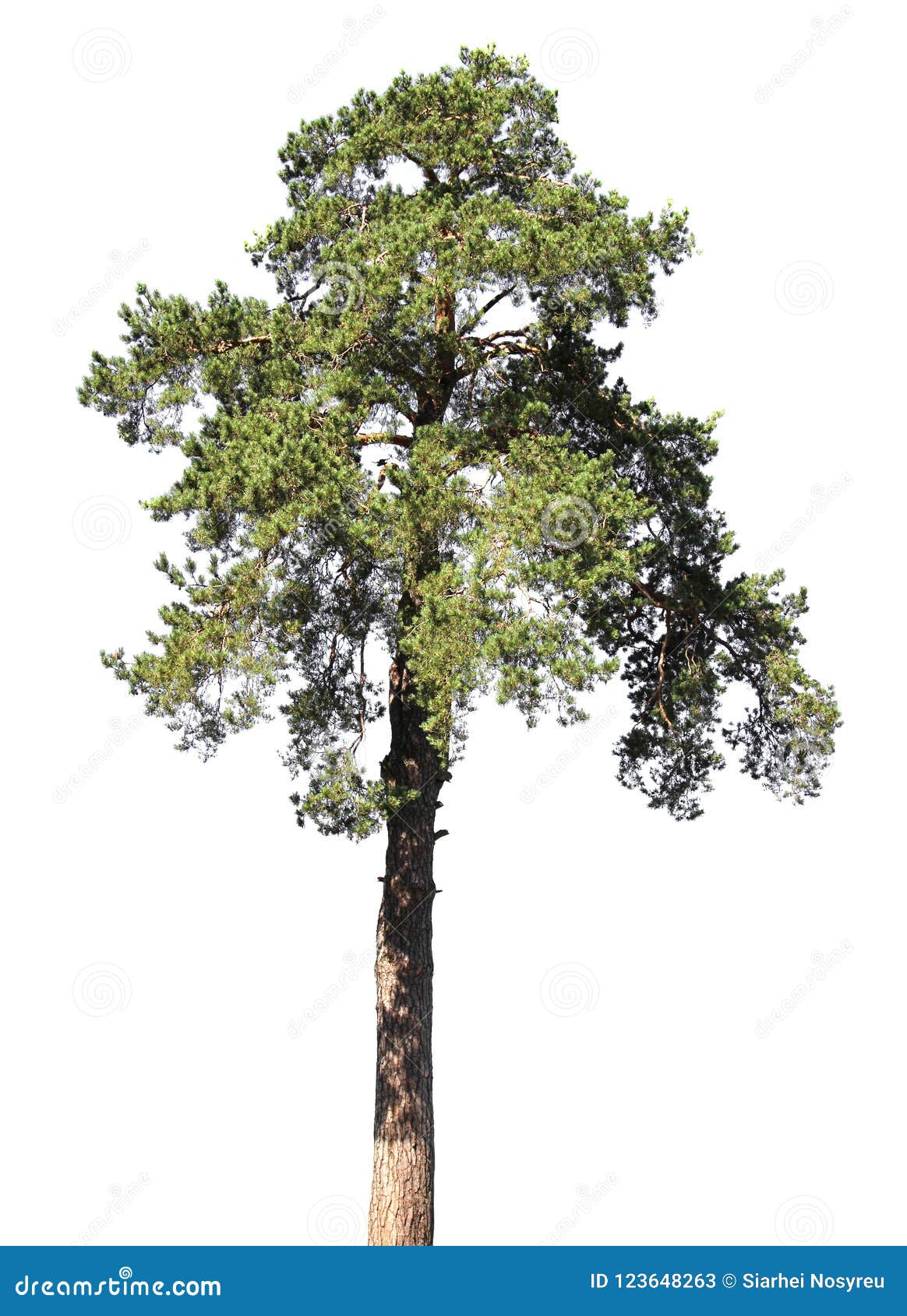 Conifer Tree And Stripped Agave Above Sea. Royalty-Free Stock Photo ...