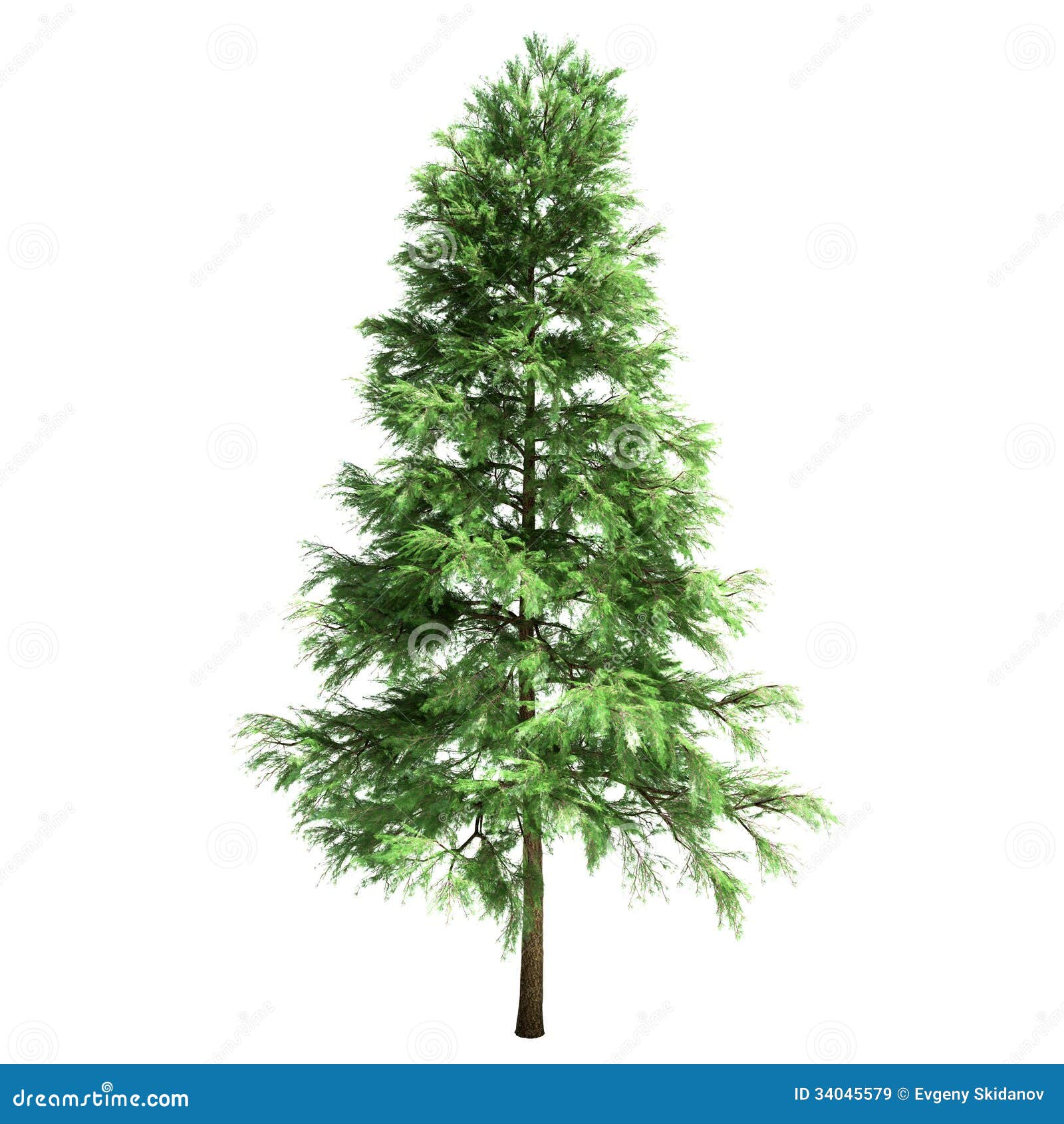Scotch Fir Tree Isolated stock illustration. Illustration of bark ...