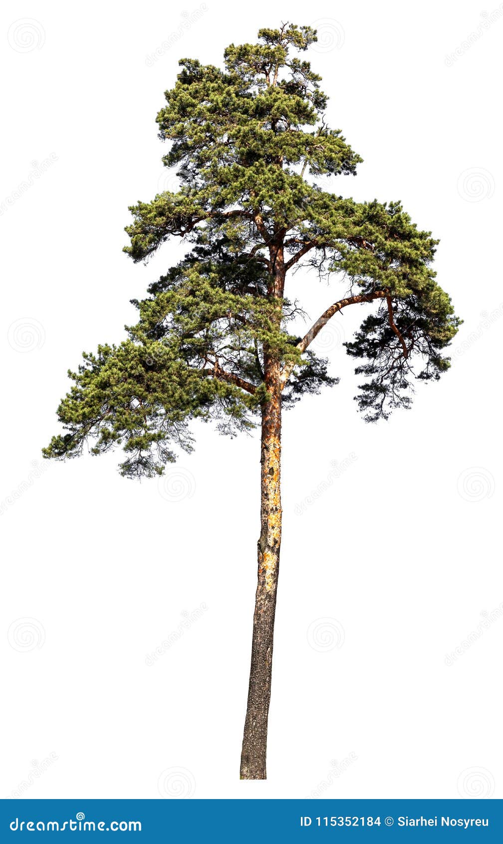 Pine Tree Texture. Wood Background, Light Natural Pattern Stock Image ...