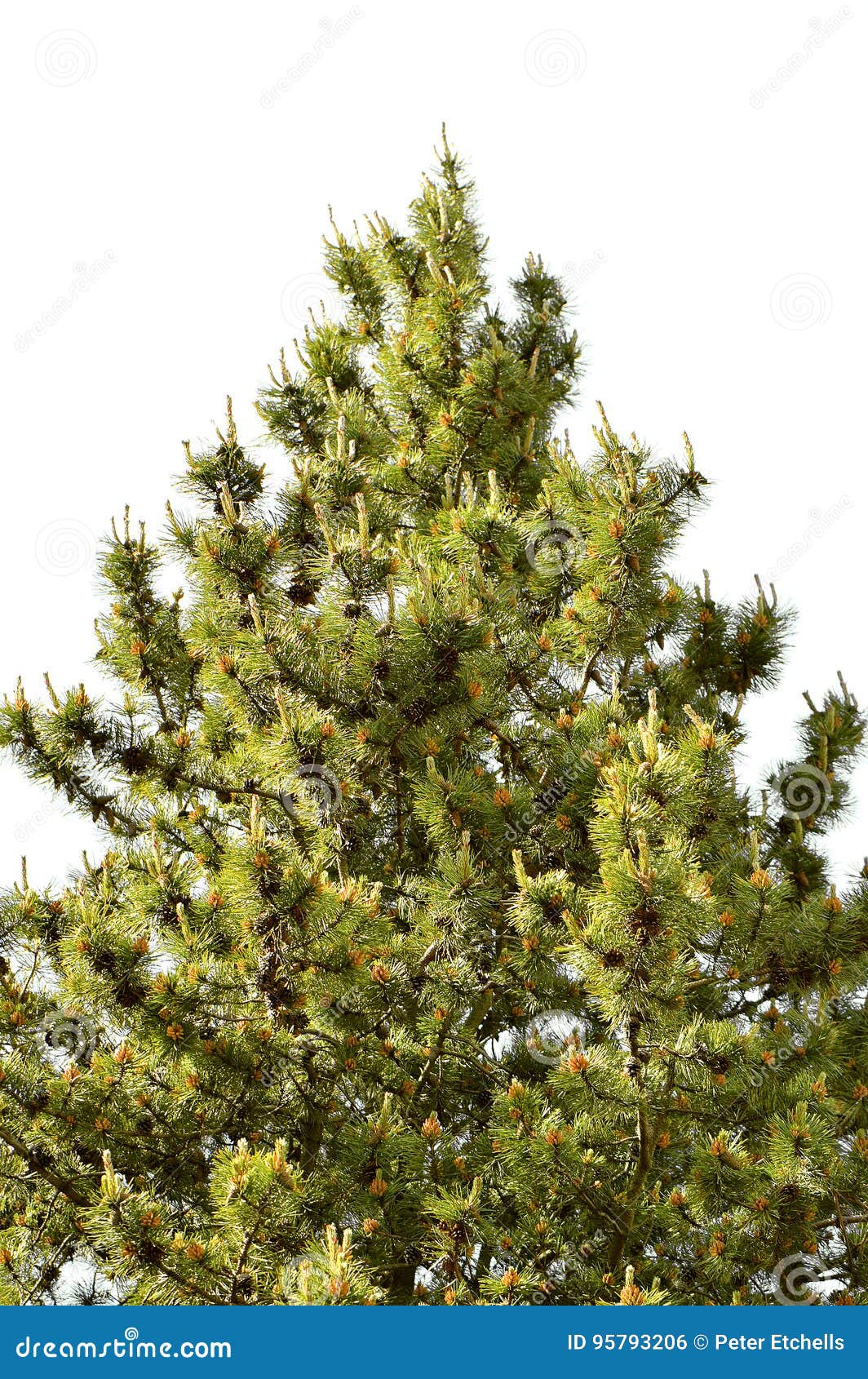 Scotch pine tree stock photo. Image of tree, cone, flora - 95793206