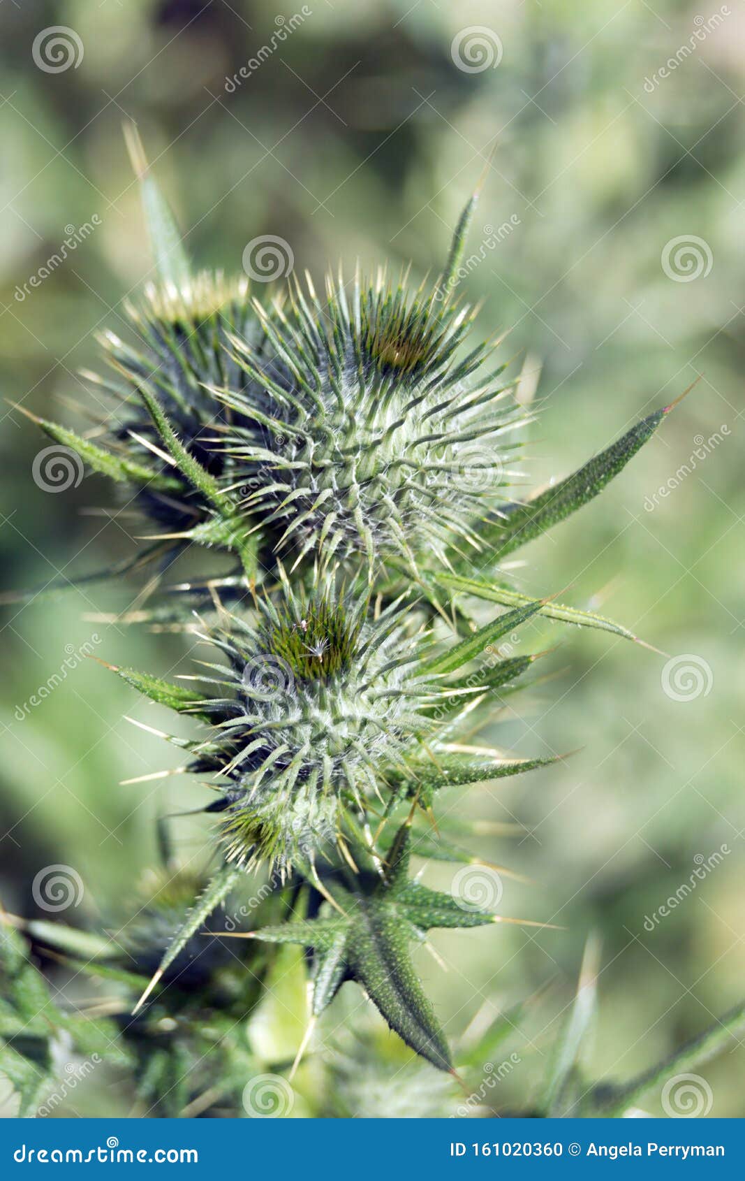 Scotch thistle bud stock photo. Image of latin, america - 161020360