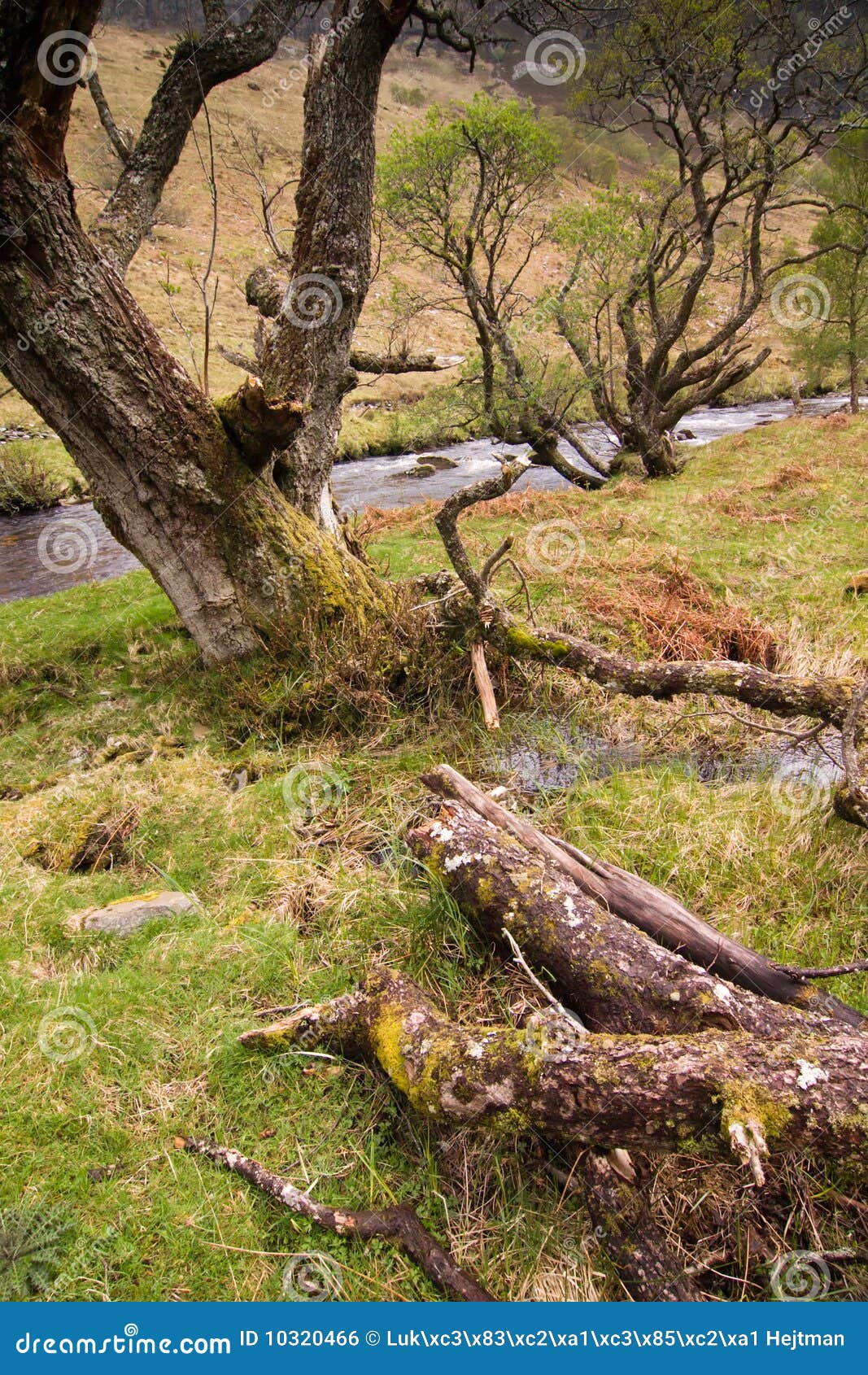 Scotland stock photo. Image of moss, scotland, grass - 10320466