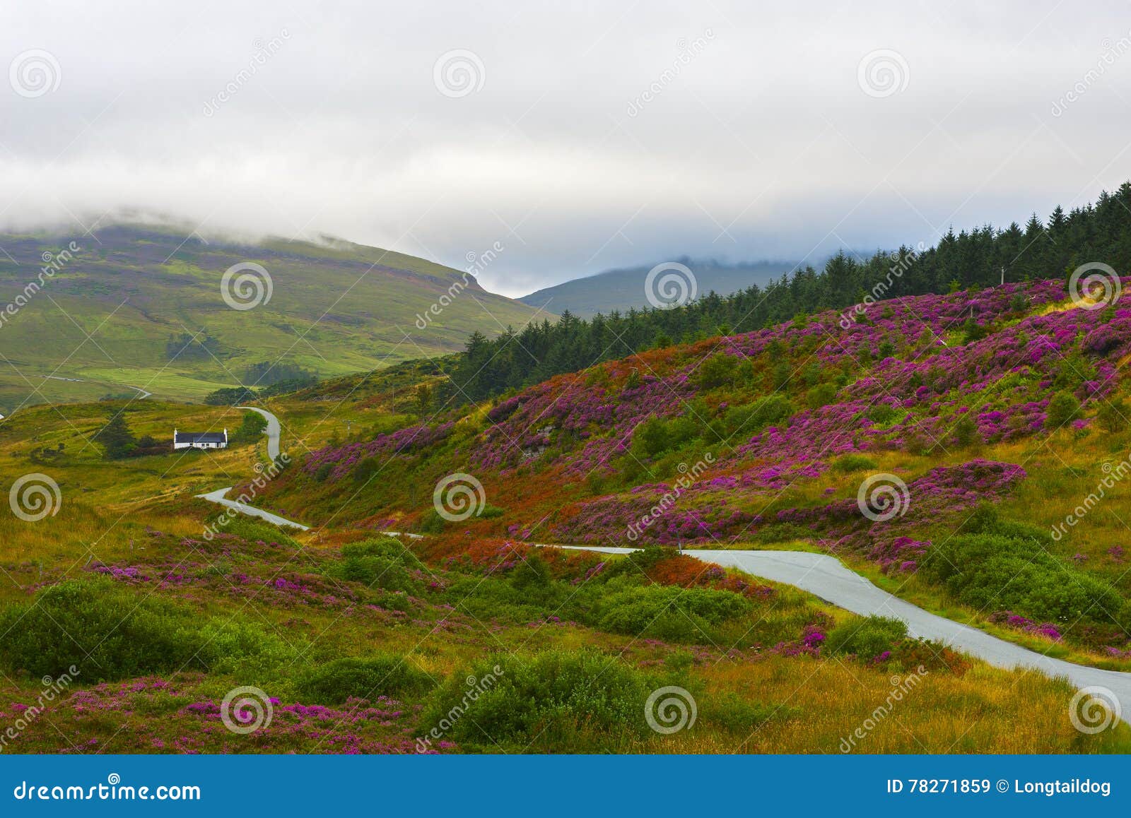 Scotland heather valley stock image. Image of landscape - 78271859