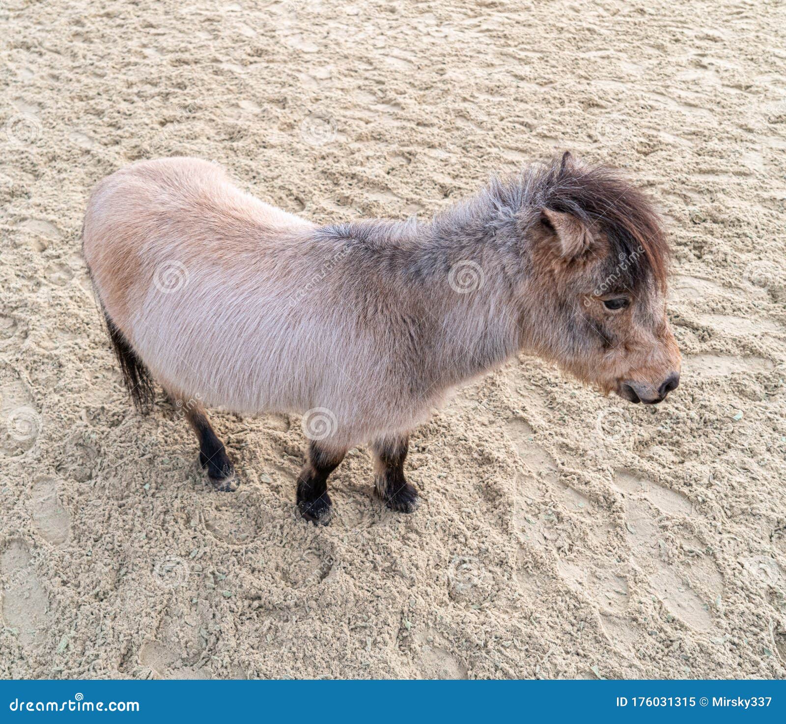 Scotland Pony Grey Color Standing Stock Image - Image of ponny ...