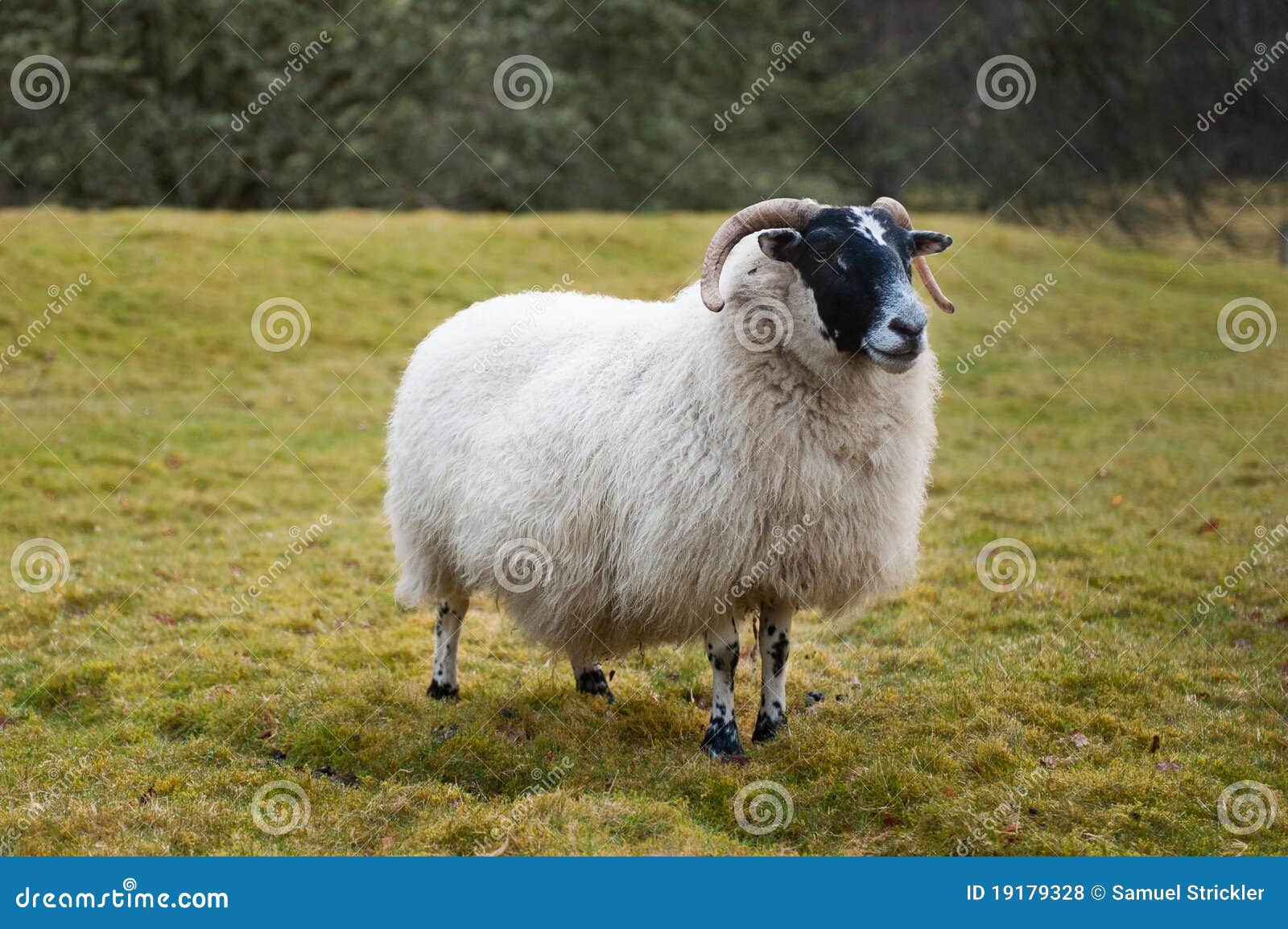 Scotland sheep stock photo. Image of isle, britain, farm - 19179328