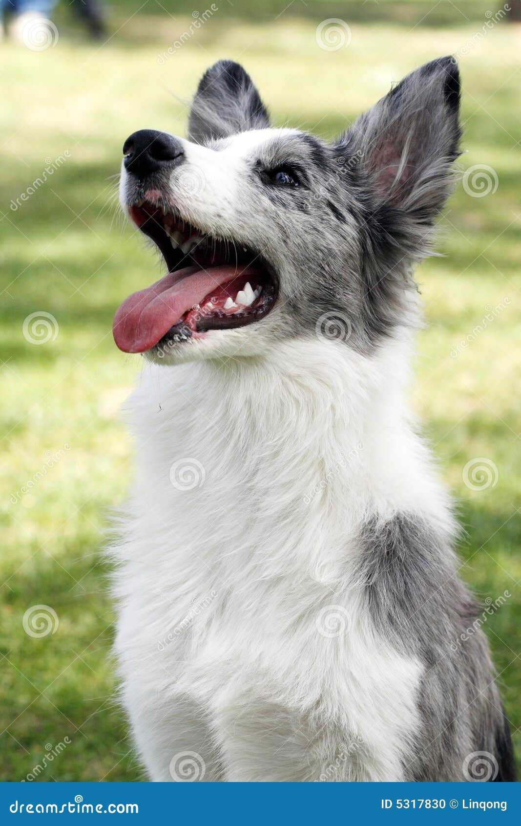Scotland Shepherd (Collie). Stock Photo - Image of grooming, pedigree ...