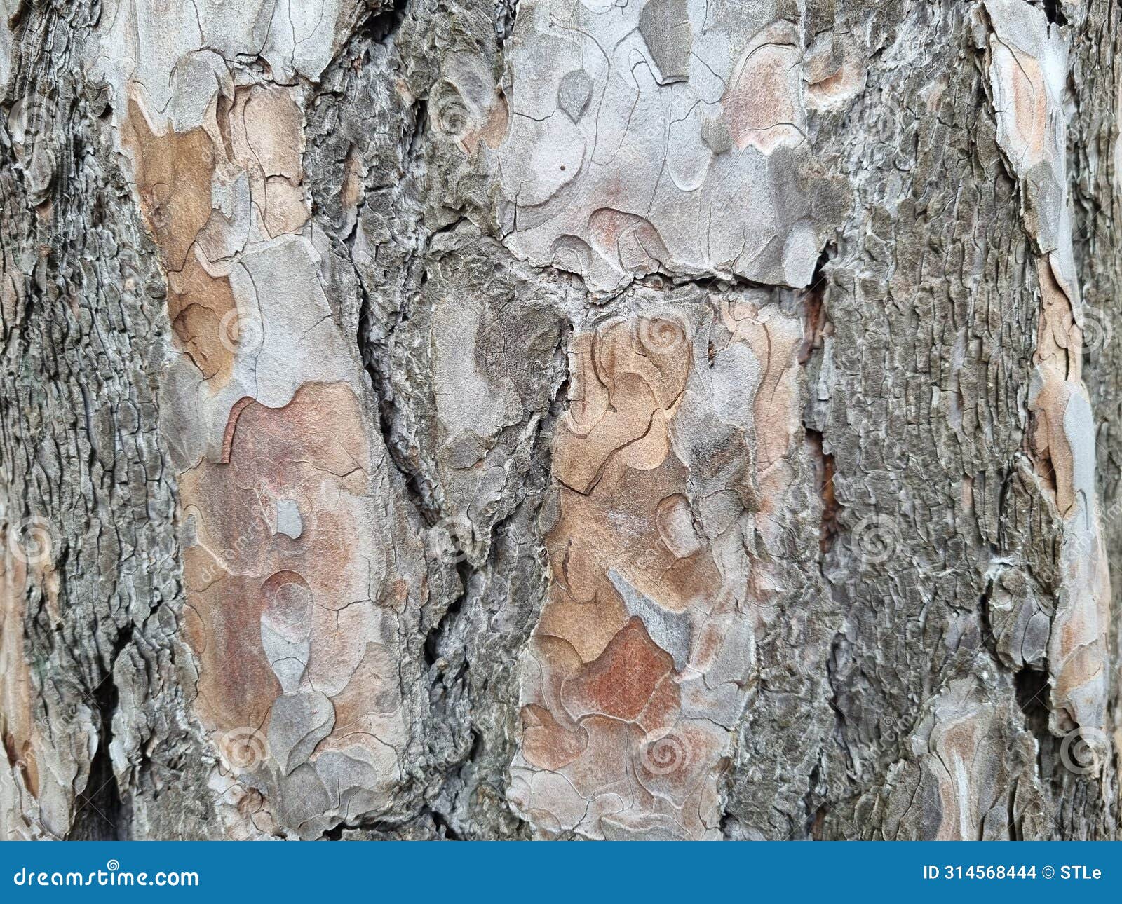 Scots Pine Bark in Scotland Stock Photo - Image of detail, natural ...