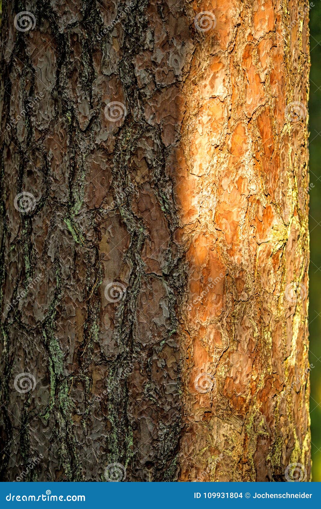Scots Pine, Bark of the Tree Stock Photo - Image of sunny, natural ...