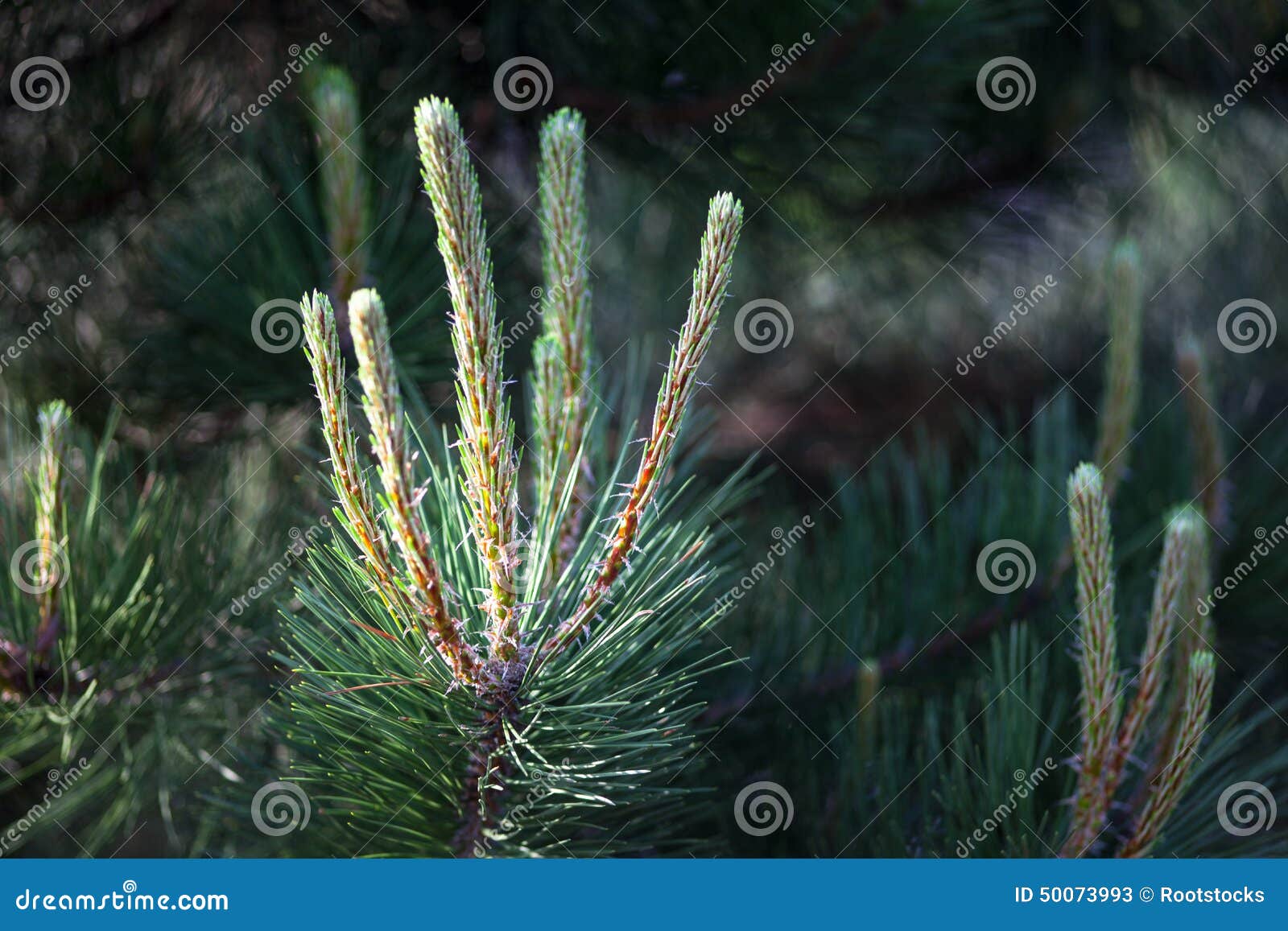 Scots Pine Branches with Young Shoots Stock Image - Image of flora ...