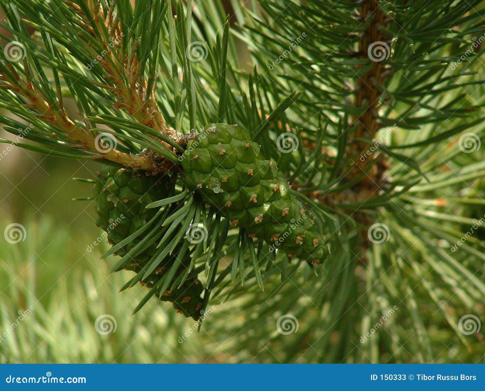 Scots pine cones stock image. Image of conifers, cones - 150333