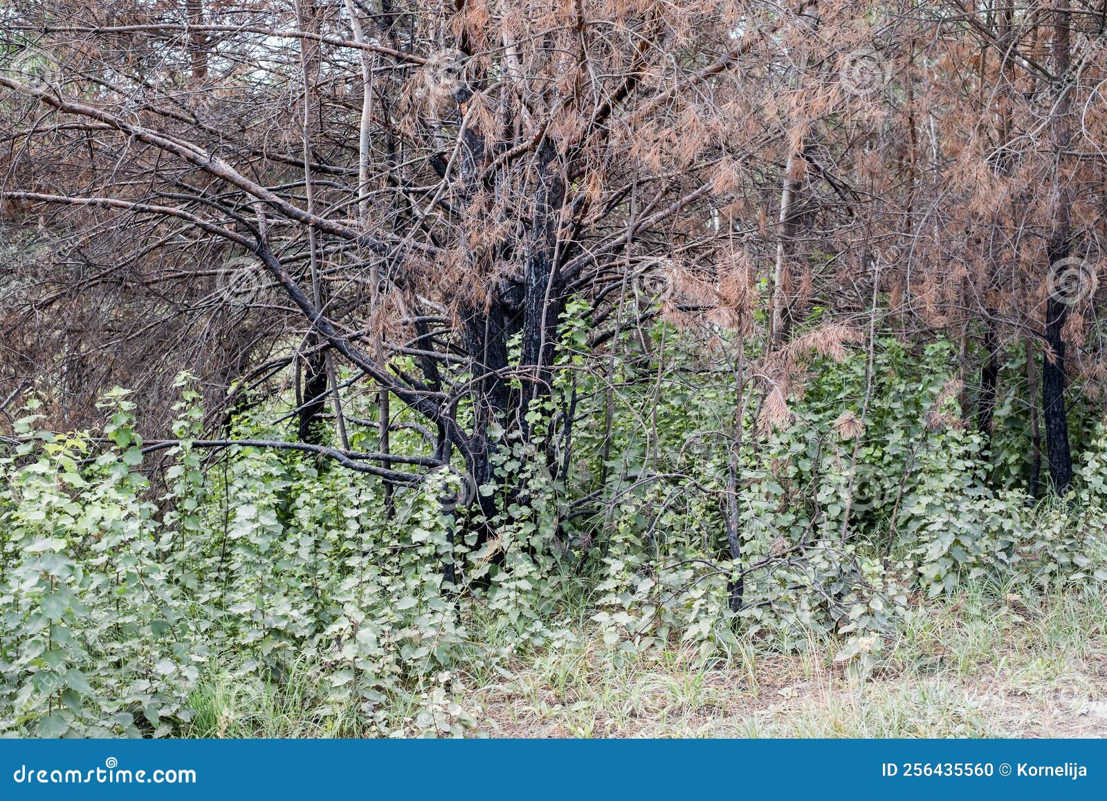 Scots Pine Forest and Branches with Their Needles after a Fire Stock ...