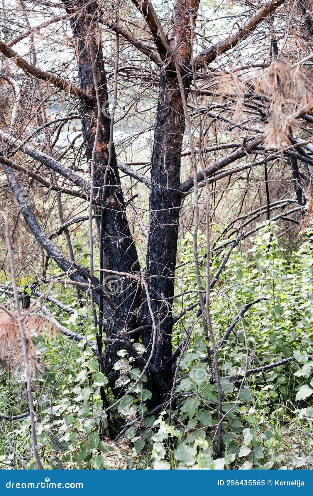Scots Pine Forest and Branches with Their Needles after a Fire Stock ...