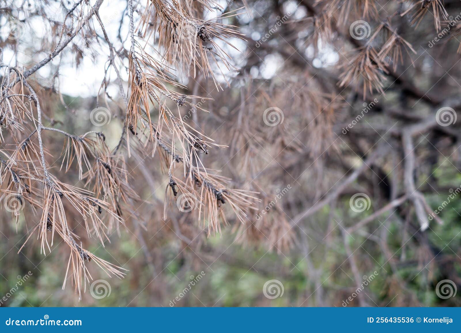Scots Pine Forest and Branches with Their Needles after a Fire Stock ...