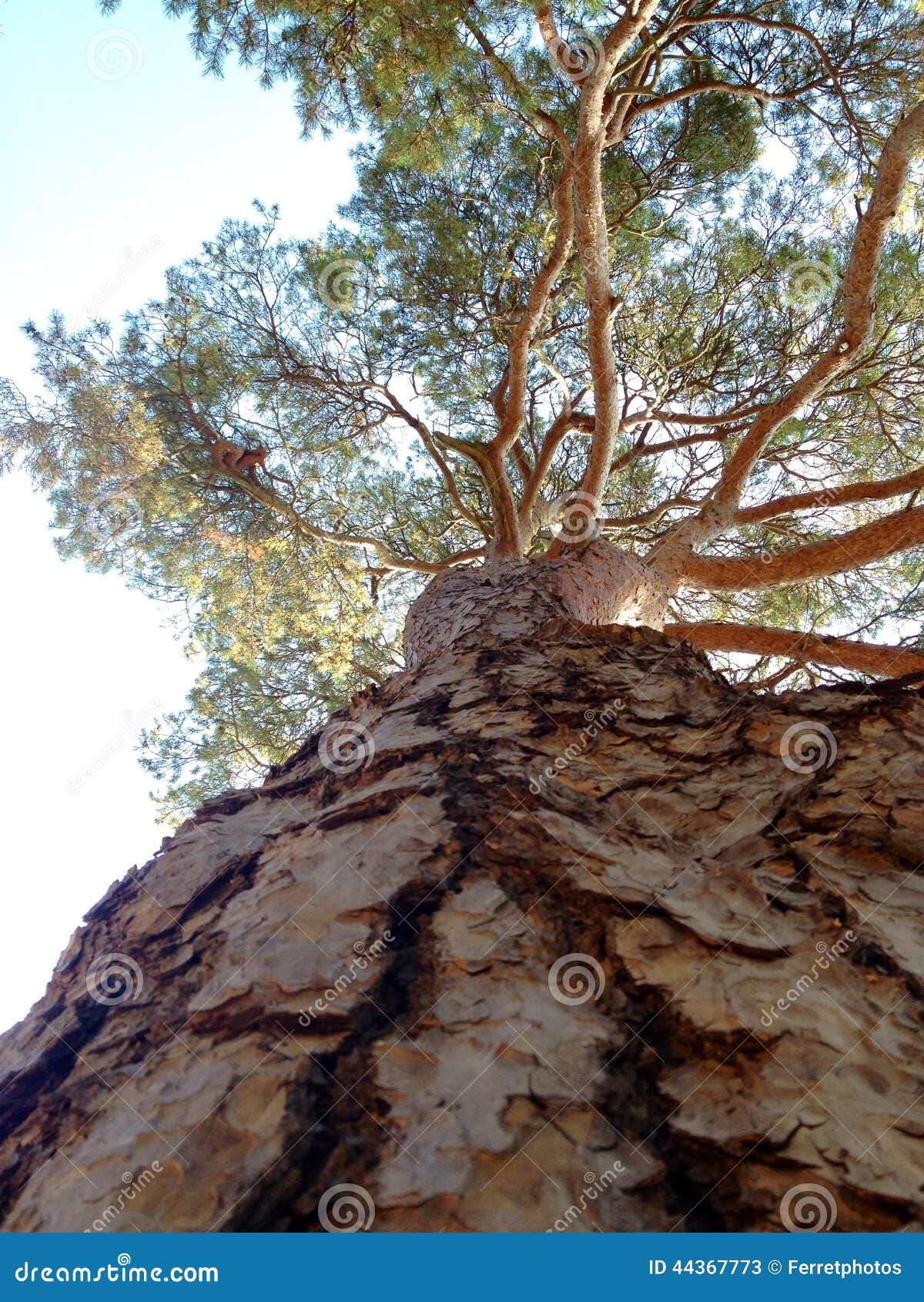Scots pine stock image. Image of tree, canopy, scots - 44367773