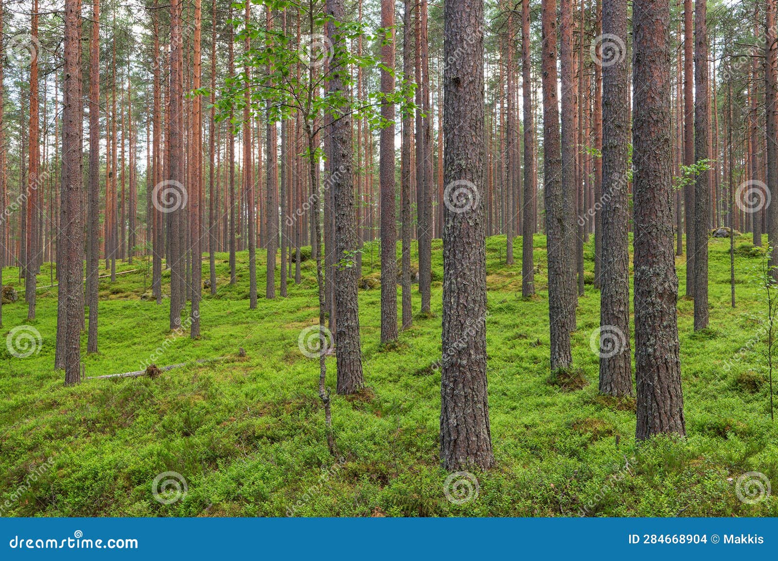 Boreal Forest View with Straight Scots Pine Tree (Pinus Sylvestris ...
