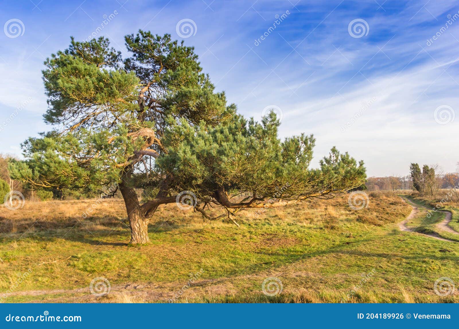 Scots Pine Pinus Sylvestris Tree in the Heather Fields of Oudemolen ...