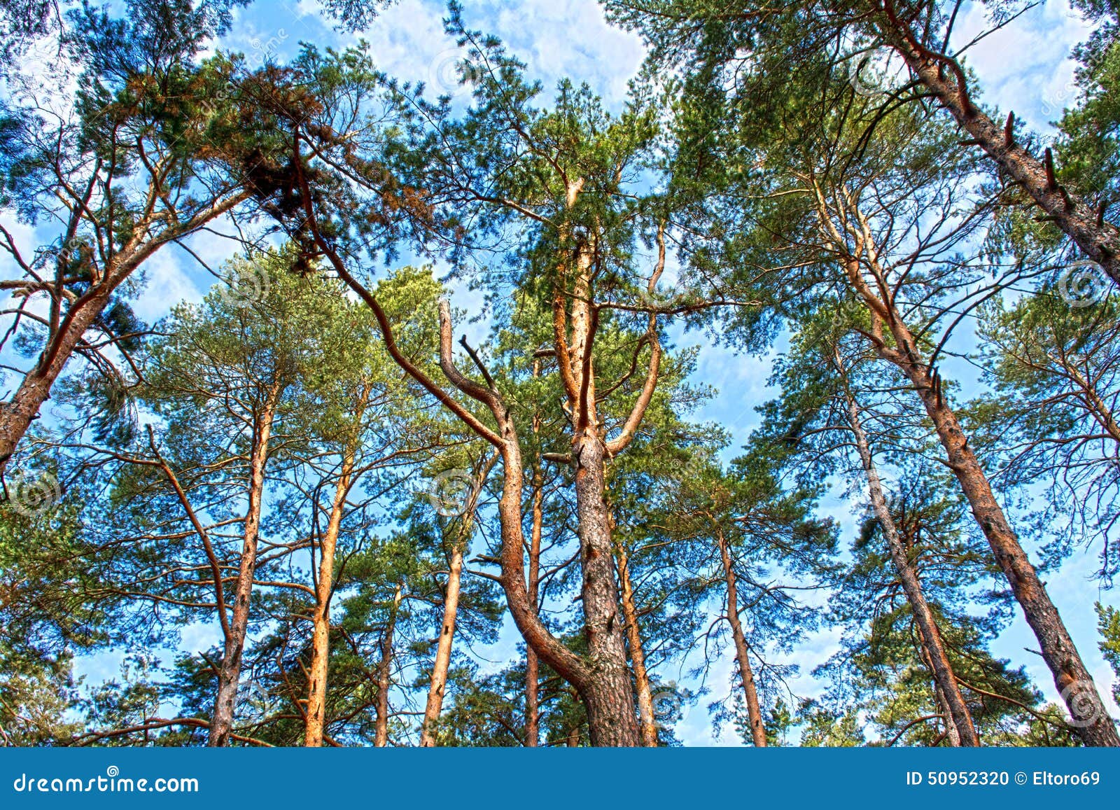 Scots Pine Tree Canopy with Blue Sky Stock Photo - Image of blue, early ...