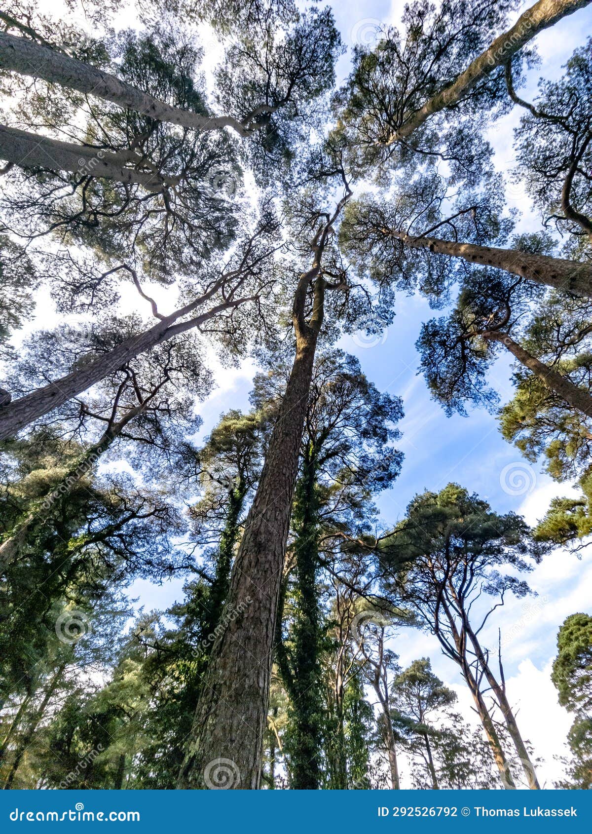 Scots Pine Trees in County Donegal - Ireland Stock Photo - Image of ...