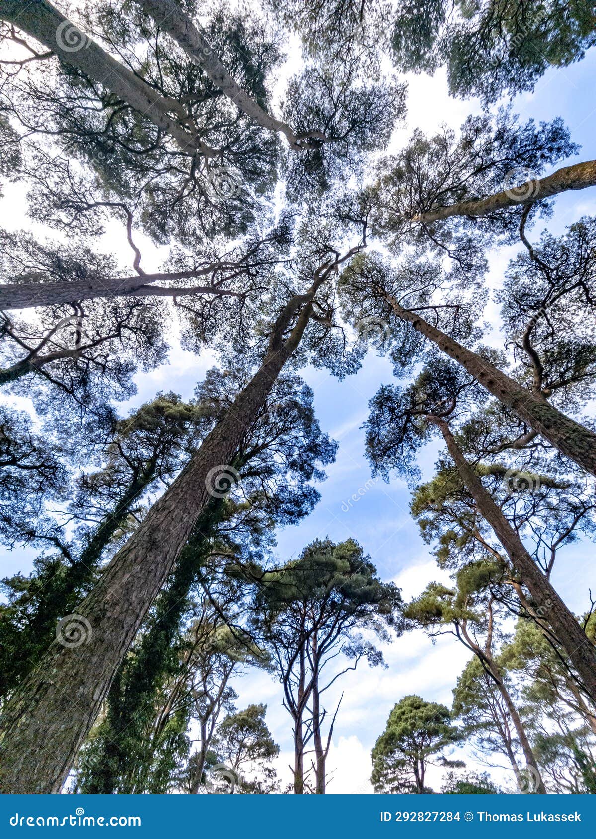 Scots Pine Trees in County Donegal - Ireland Stock Photo - Image of ...