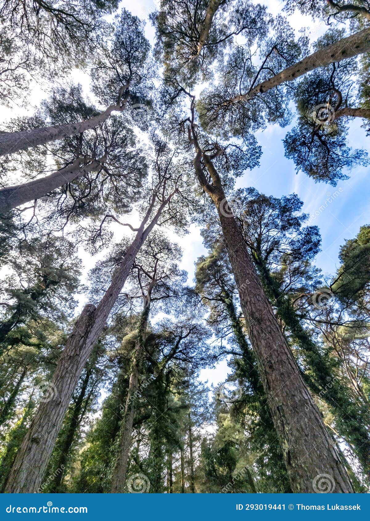 Scots Pine Trees in County Donegal - Ireland Stock Image - Image of ...