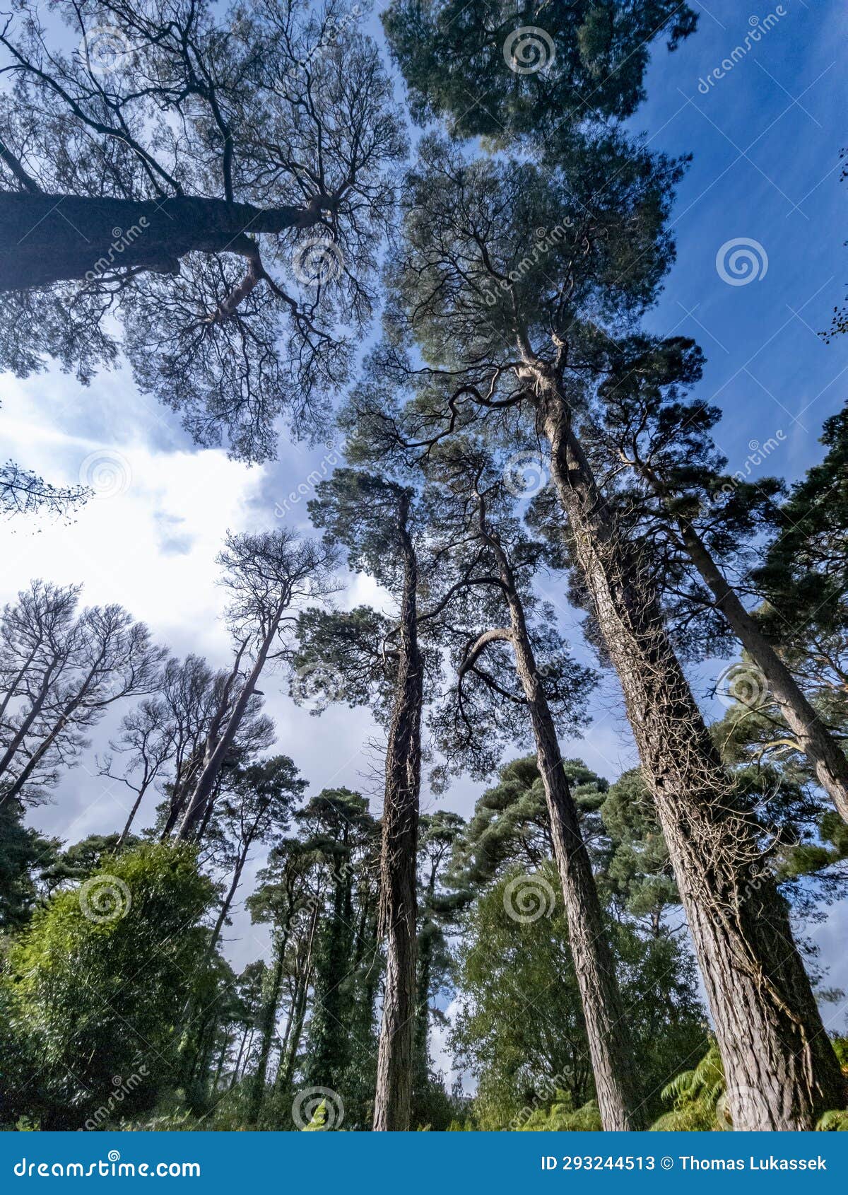Scots Pine Trees in County Donegal - Ireland Stock Image - Image of ...