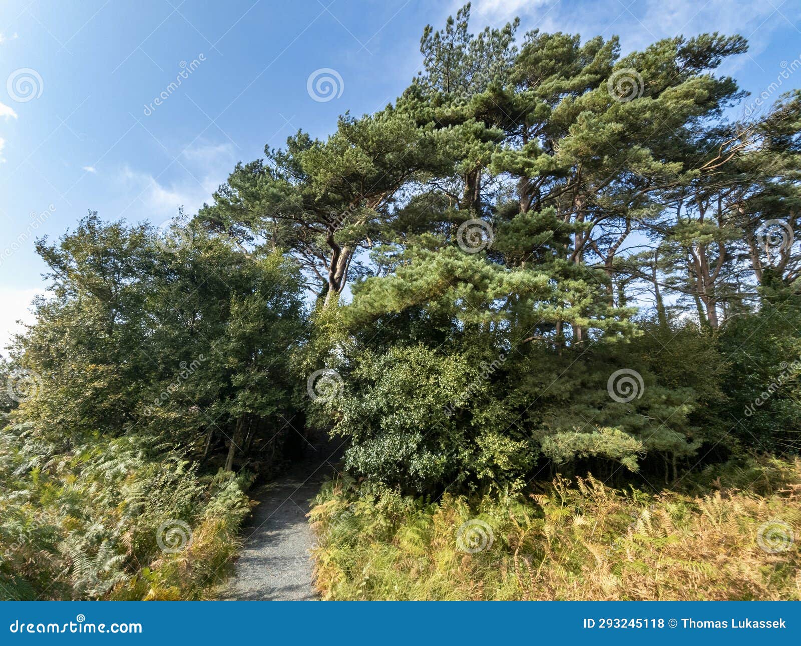 Scots Pine Trees in County Donegal - Ireland Stock Photo - Image of ...