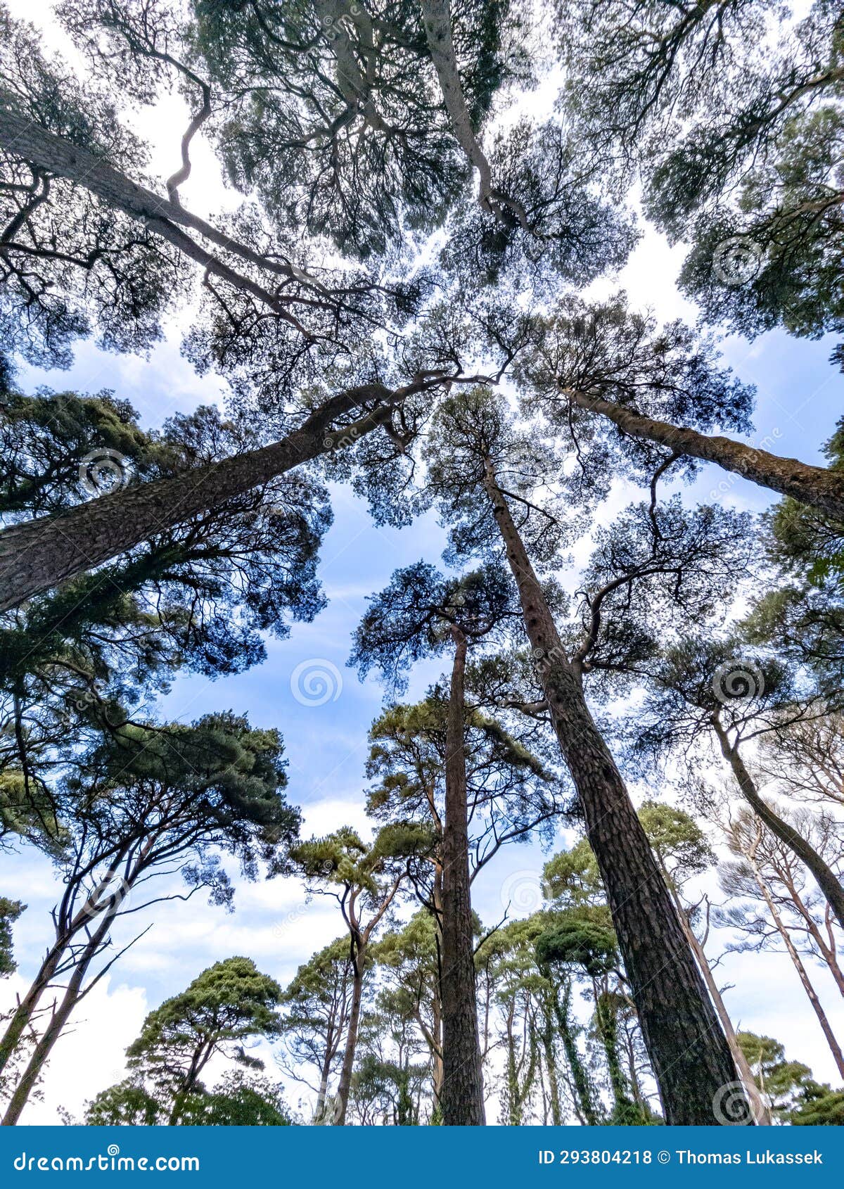 Scots Pine Trees in County Donegal - Ireland Stock Photo - Image of ...