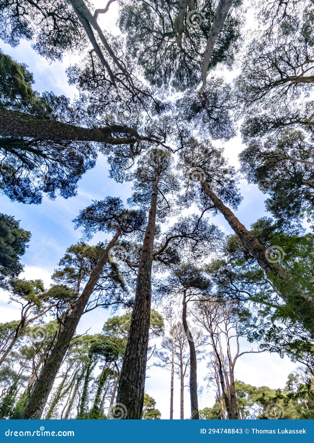 Scots Pine Trees in County Donegal - Ireland Stock Image - Image of ...