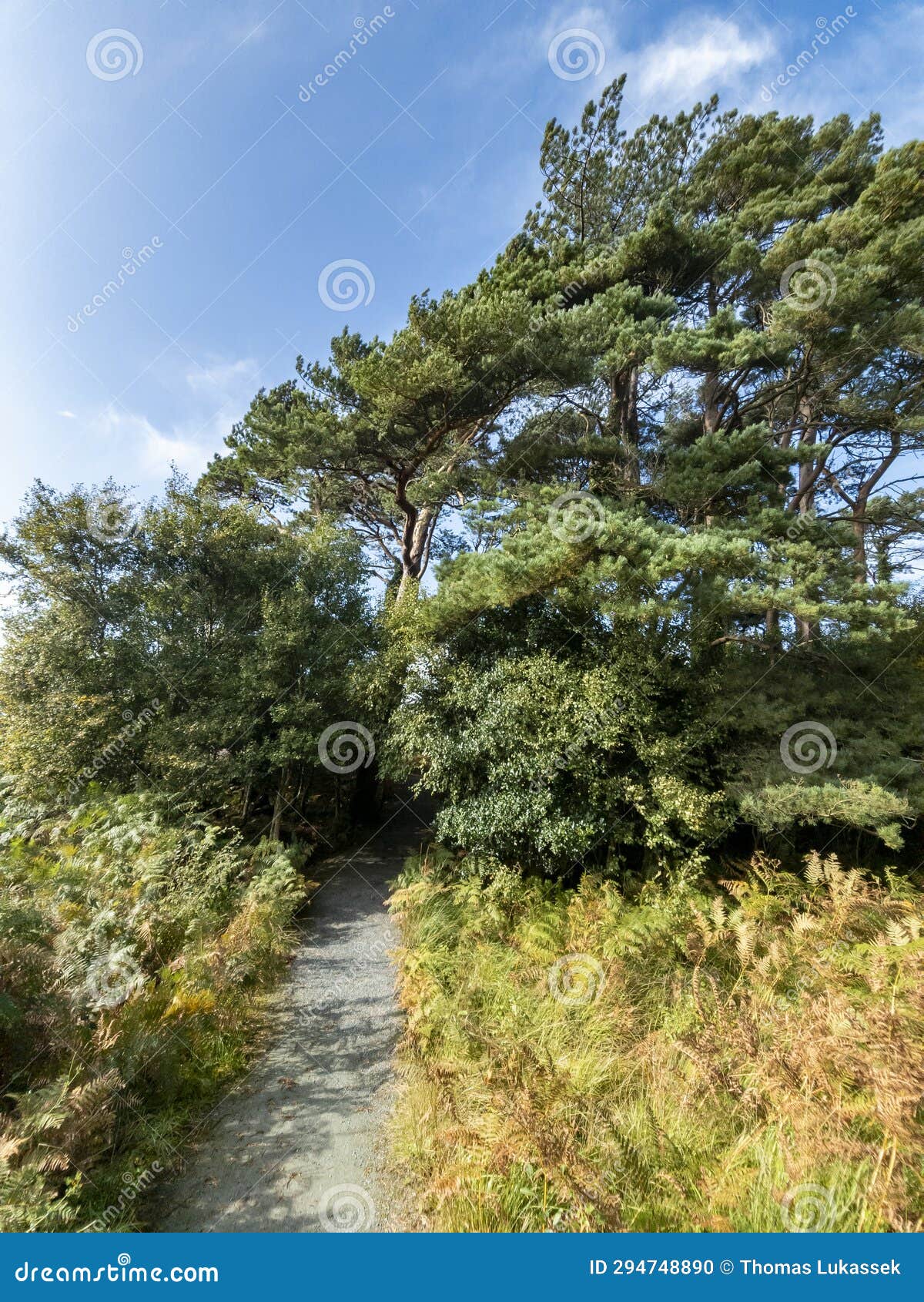 Scots Pine Trees in County Donegal - Ireland Stock Photo - Image of ...