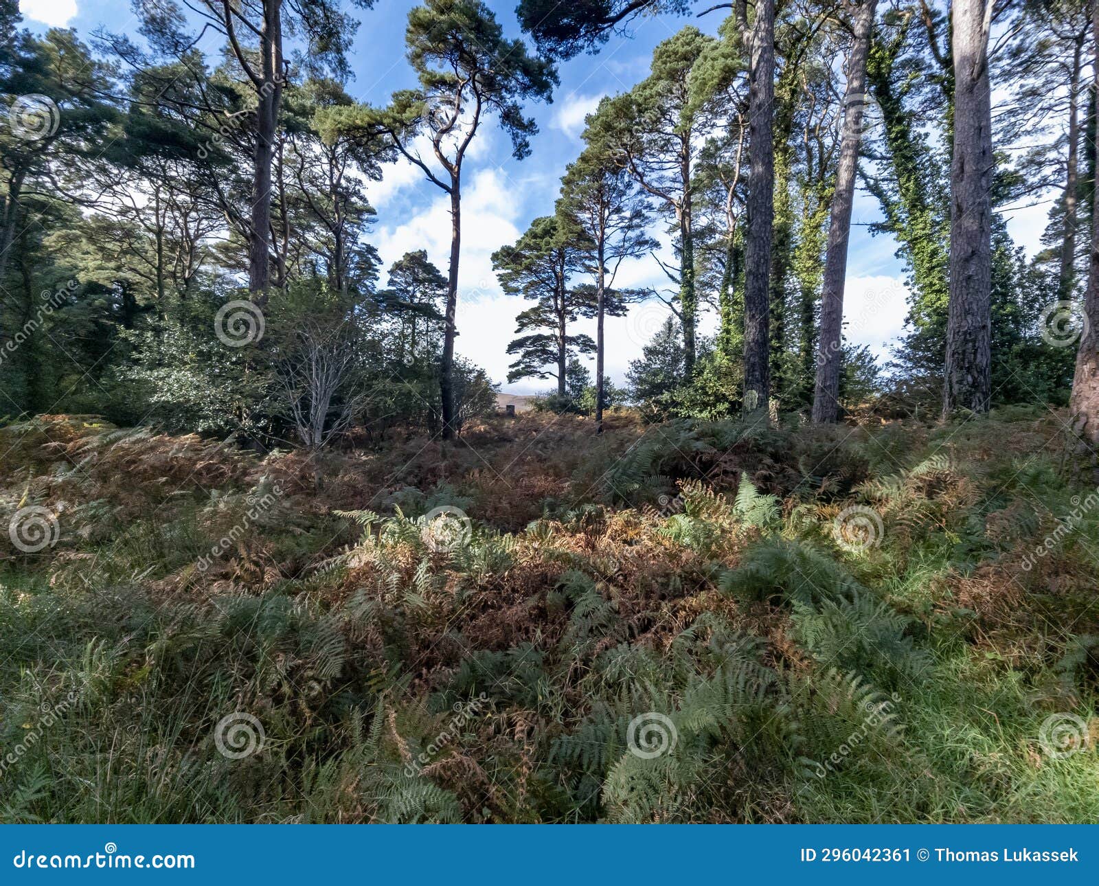 Scots Pine Trees in County Donegal - Ireland Stock Image - Image of ...