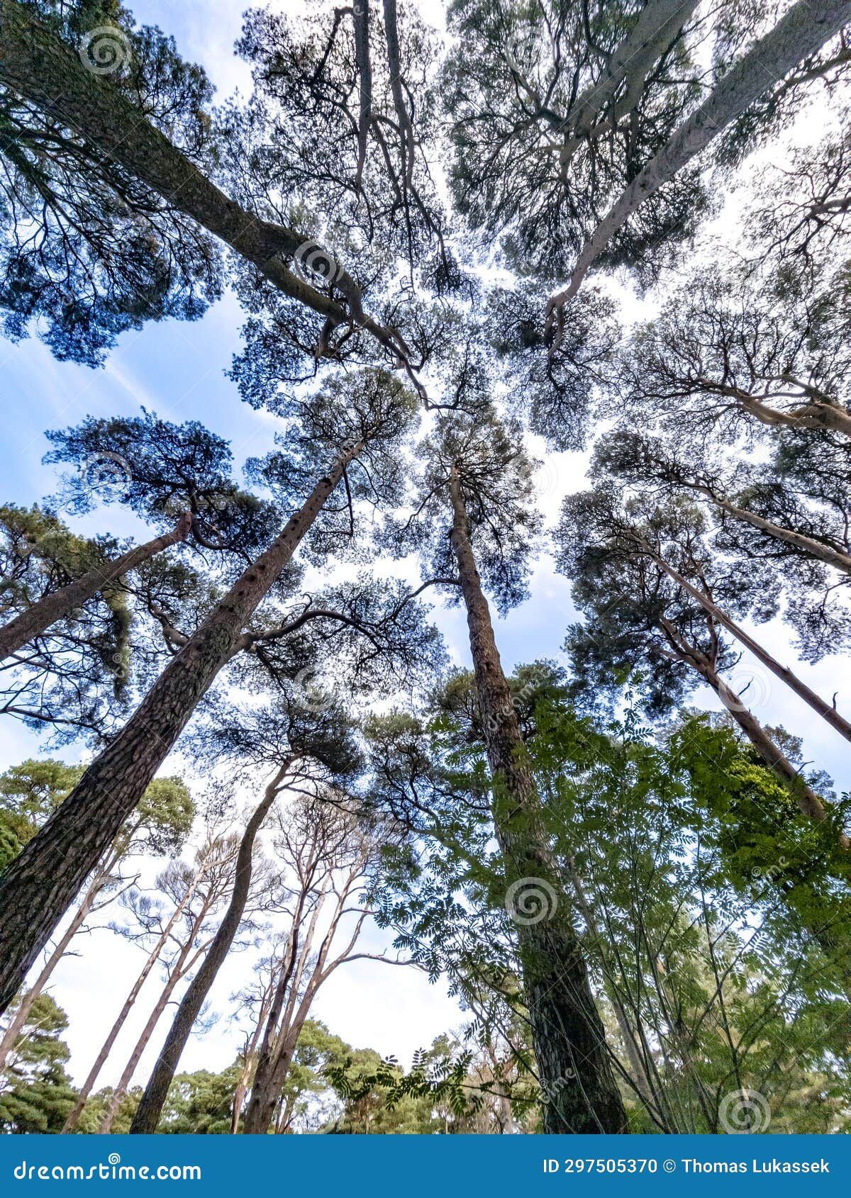 Scots Pine Trees in County Donegal - Ireland Stock Photo - Image of ...