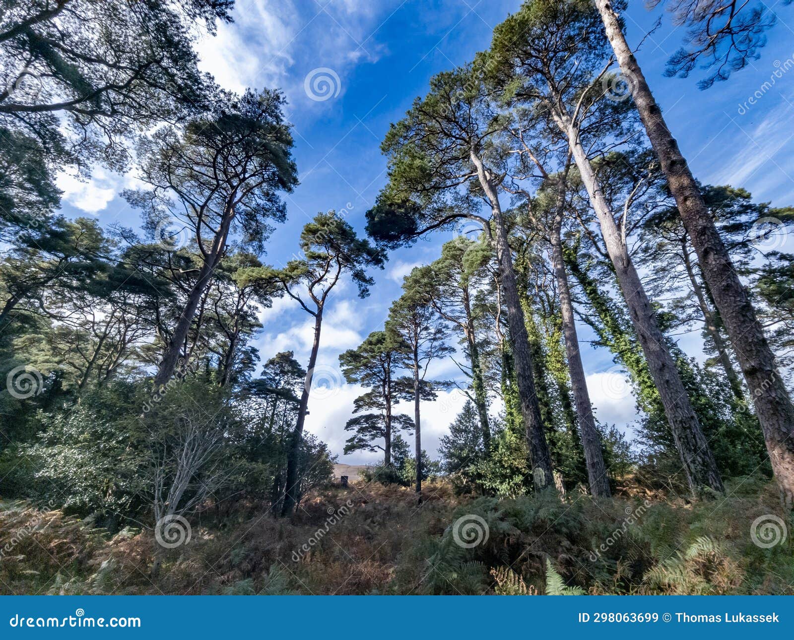 Scots Pine Trees in County Donegal - Ireland Stock Image - Image of ...