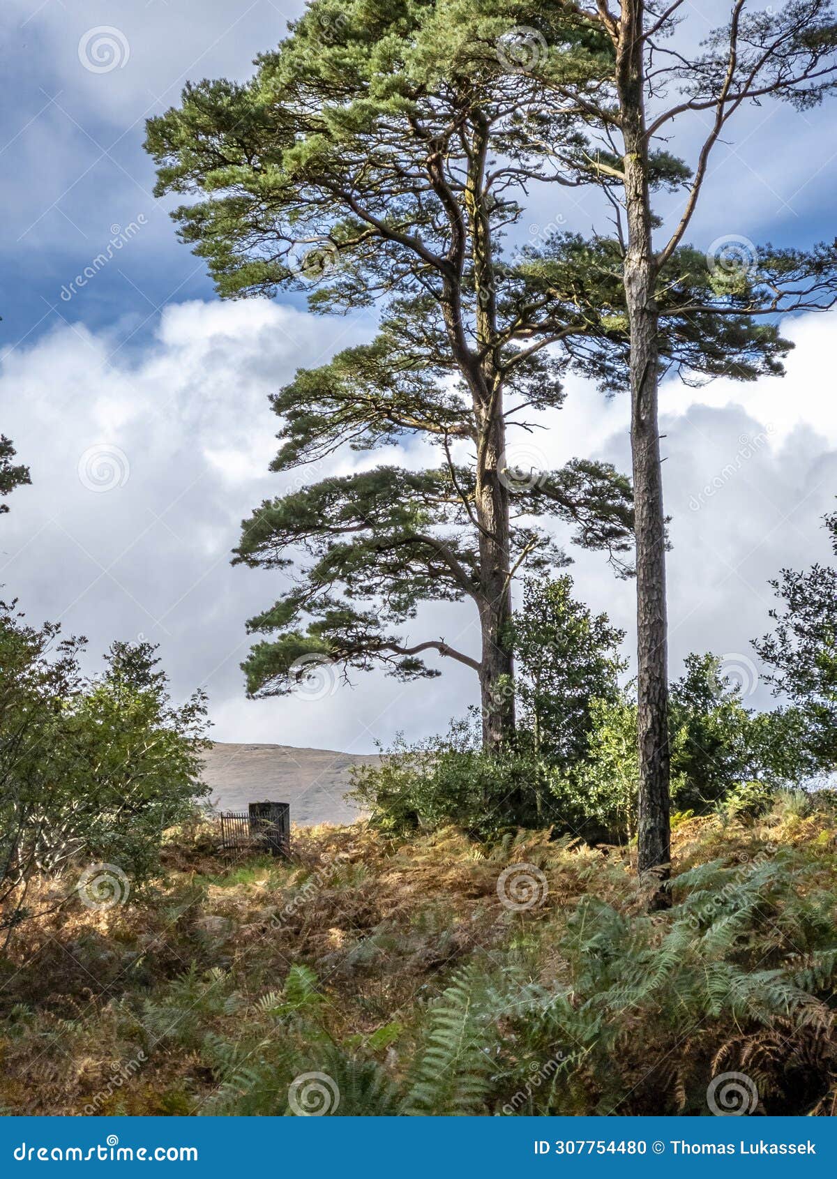 Scots Pine Trees in County Donegal - Ireland Stock Photo - Image of ...