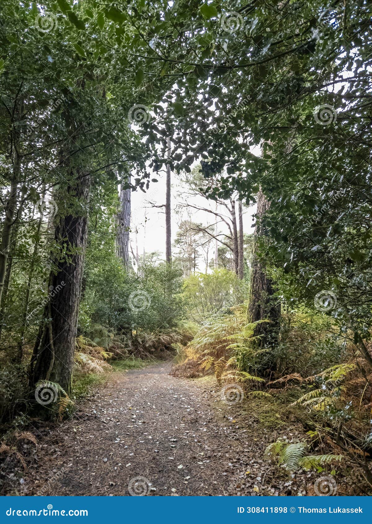 Scots Pine Trees in County Donegal - Ireland Stock Photo - Image of ...