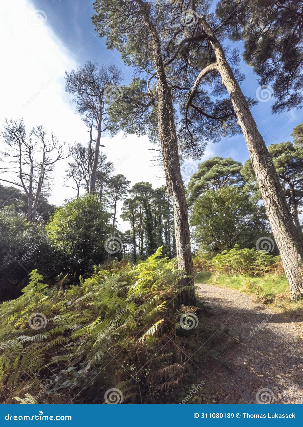 Scots Pine Trees in County Donegal - Ireland Stock Image - Image of ...