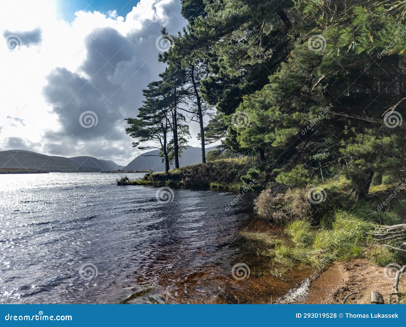 Scots Pine Trees at Lough Veagh in County Donegal - Ireland Stock Photo ...