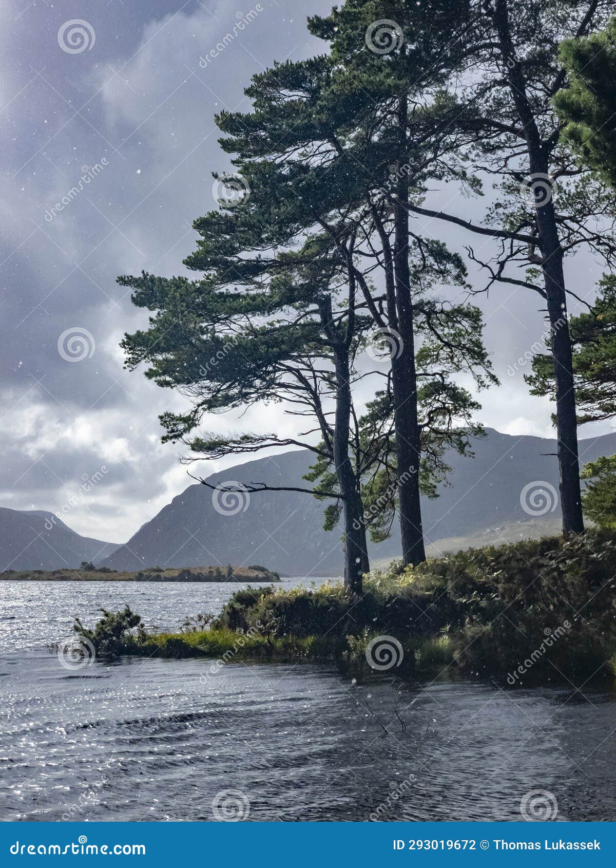 Scots Pine Trees at Lough Veagh in County Donegal - Ireland Stock Photo ...
