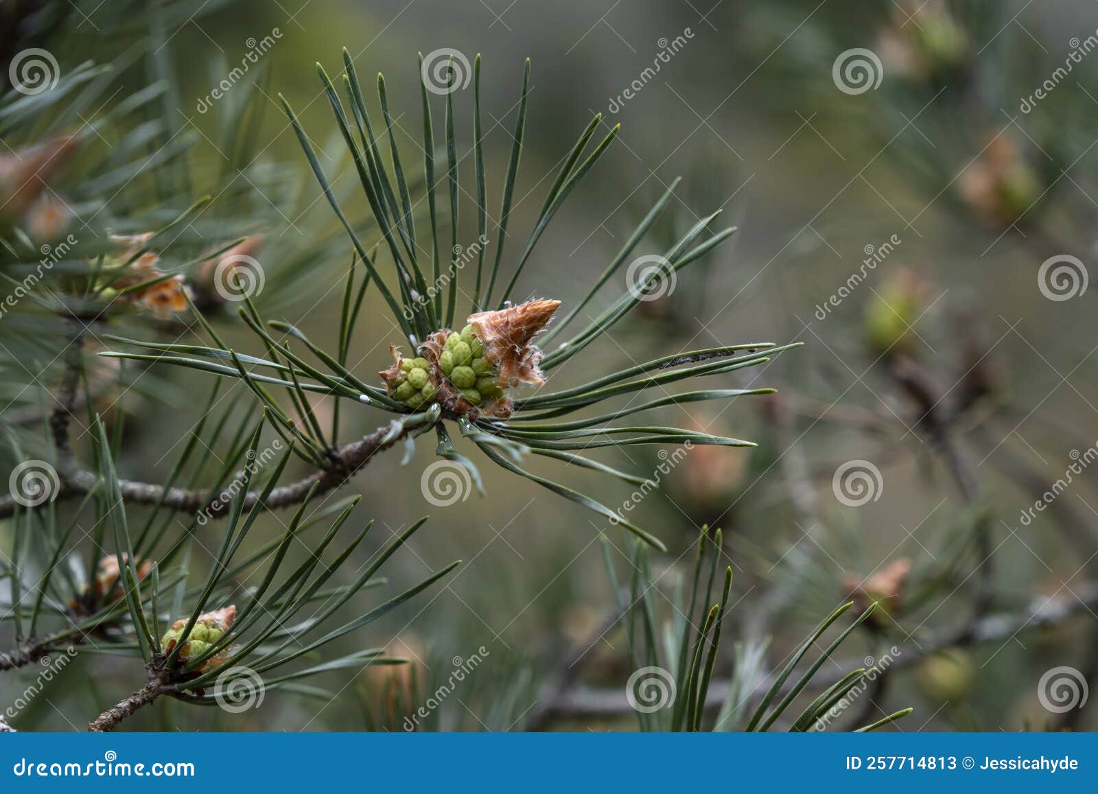 Scots pine young seed cone stock image. Image of fresh - 257714813