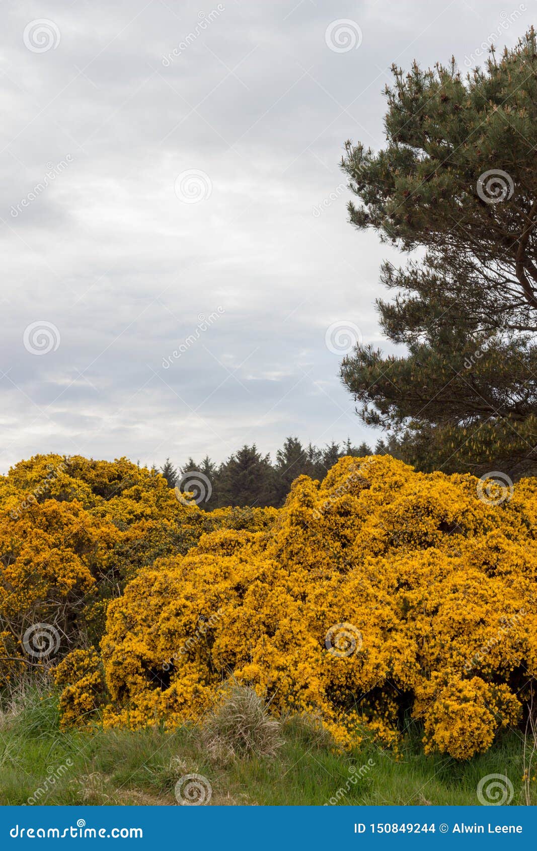 Scotstown Moor stock photo. Image of moor, tourism, nature - 150849244