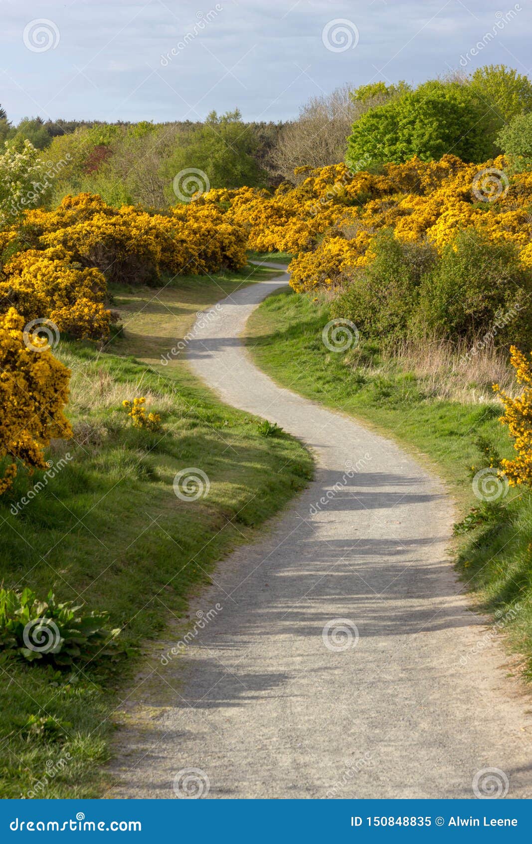 Scotstown Moor Path stock image. Image of vegetation - 150848835