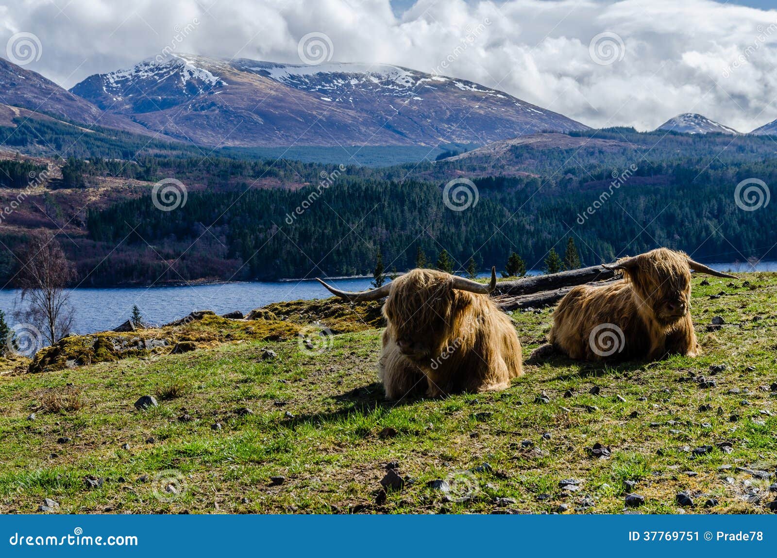Scottish Angus beef cows stock image. Image of beef, lying - 37769751