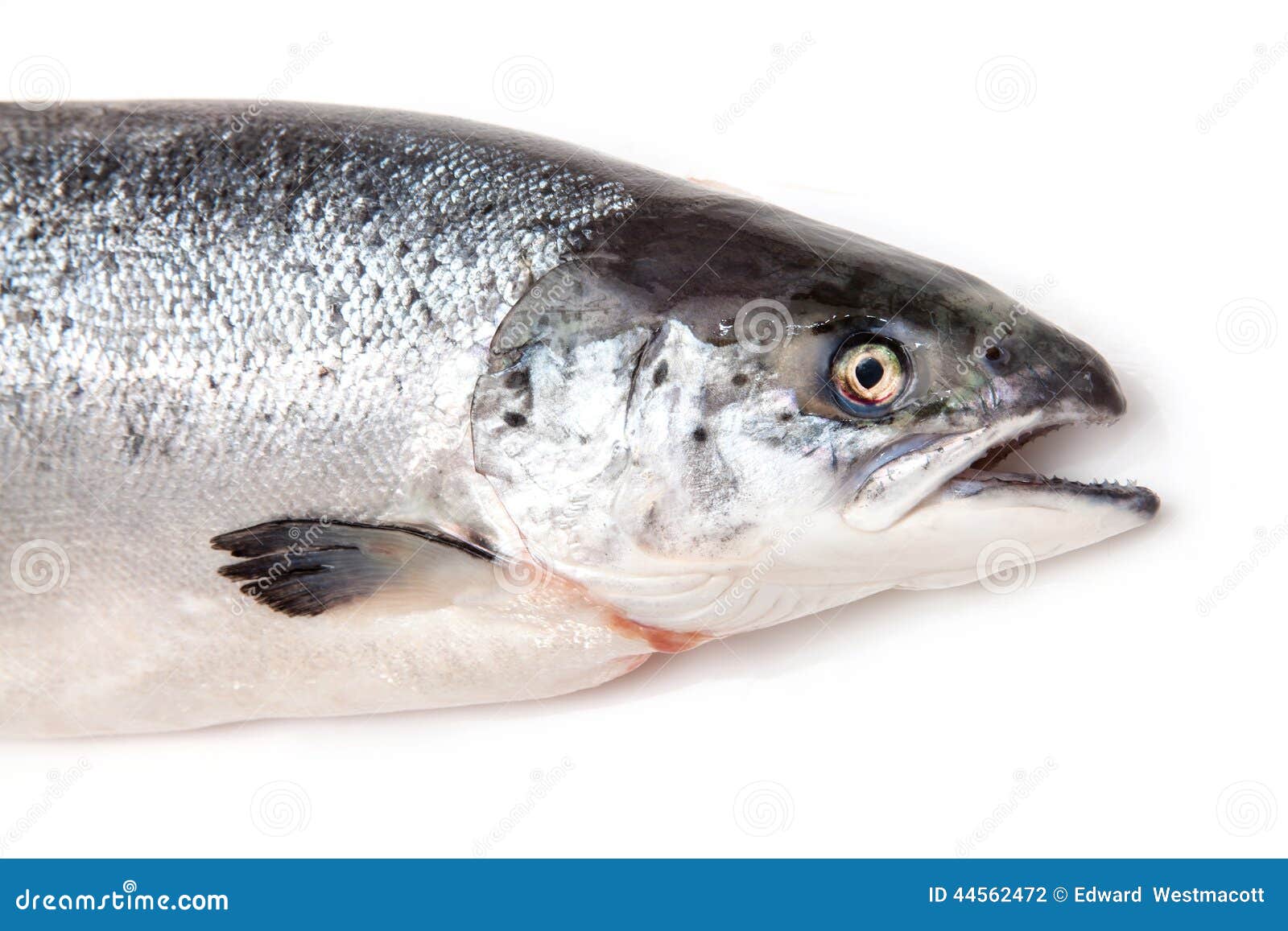 Scottish Atlantic Salmon Fish Stock Photo - Image of details, side ...