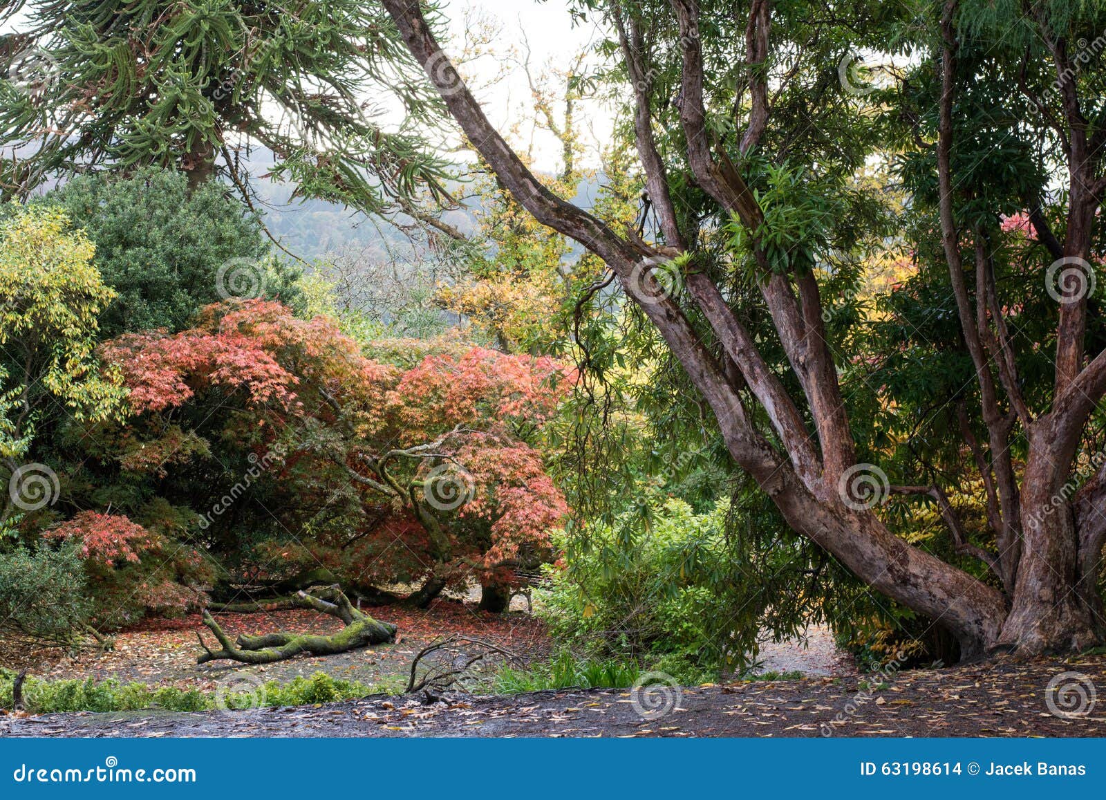 Scottish autumn stock photo. Image of plants, trees, tree - 63198614