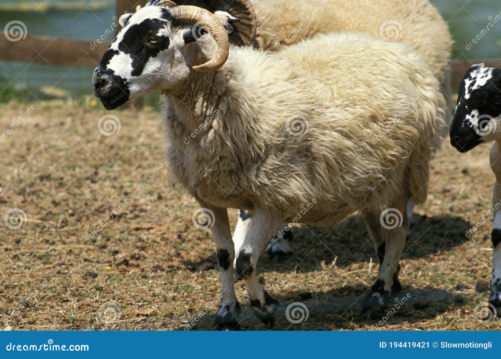 SCOTTISH BLACK FACE SHEEP, EWE Stock Image - Image of ungulate ...