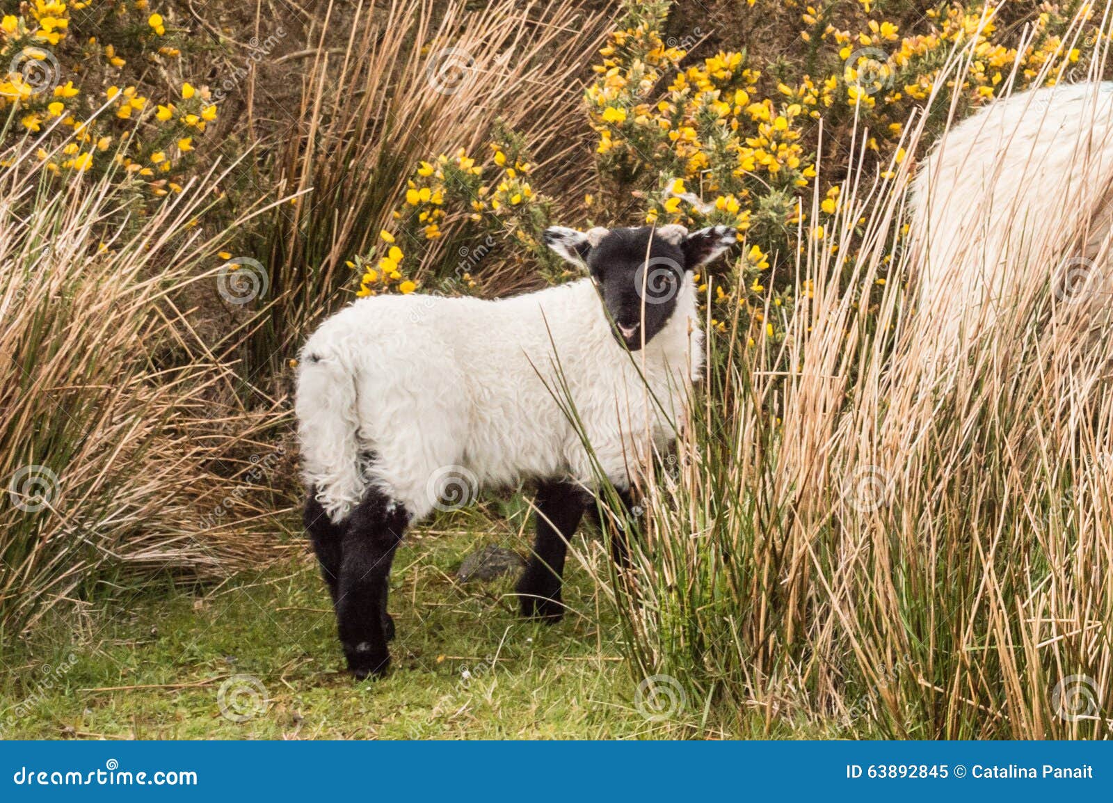Scottish Blackface Lamb stock image. Image of kingdom - 63892845