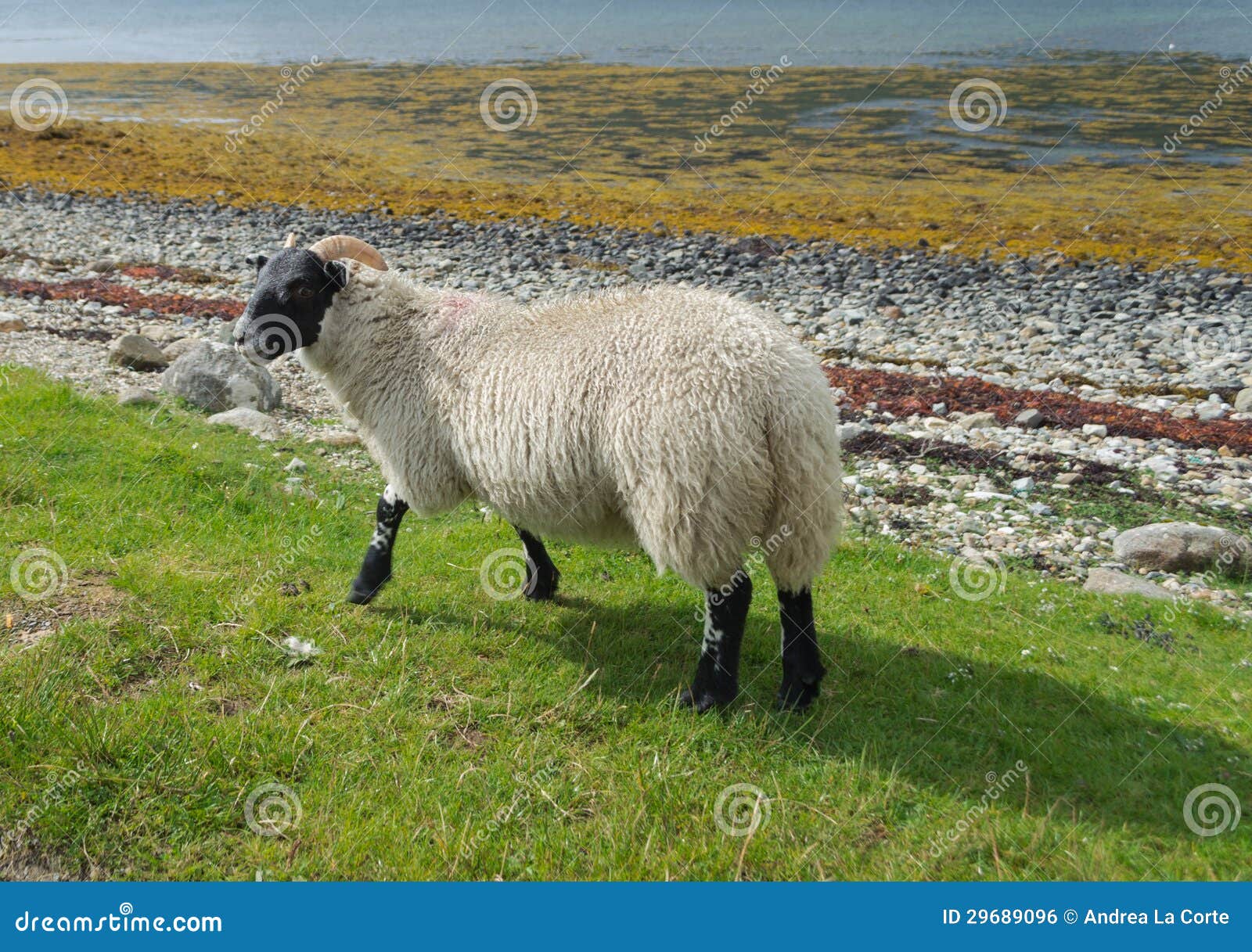 Scottish Blackface Sheep Stock Image | CartoonDealer.com #102661693