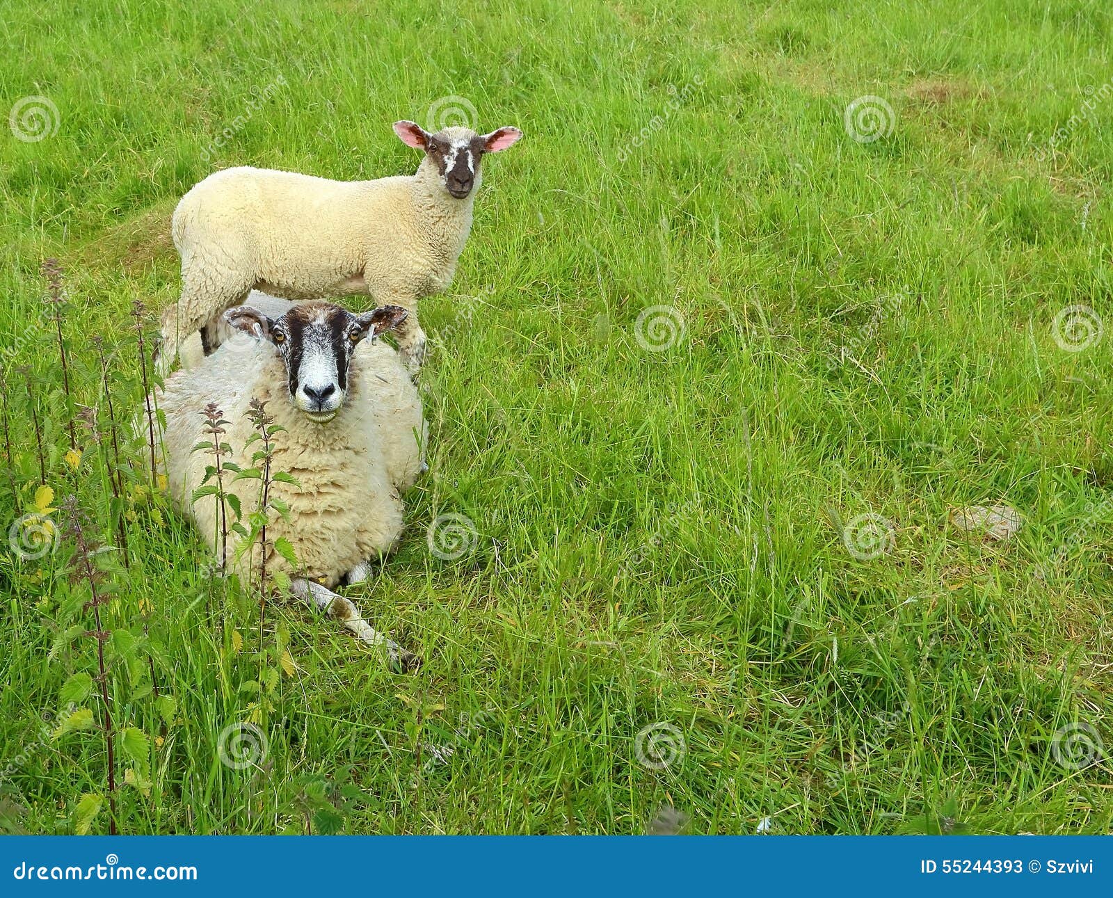 Scottish blackface sheep stock image. Image of lamb, grass - 55244393