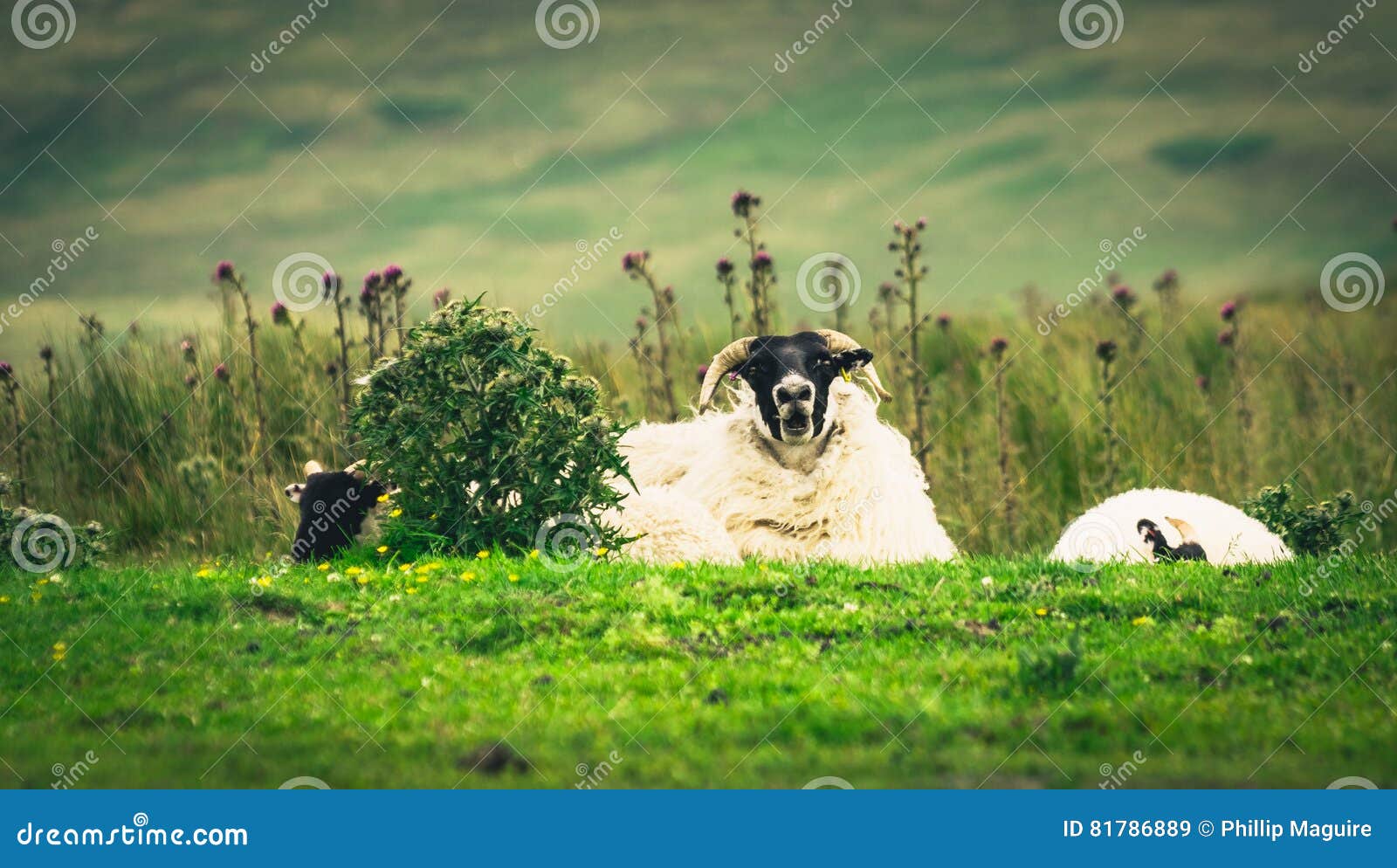 Scottish Blackface sheep stock image. Image of horn, moorland - 81786889