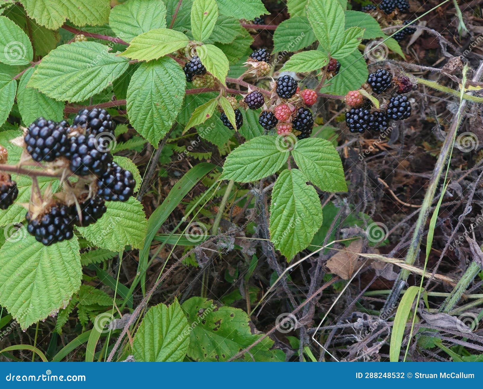 Scottish Brambles Stock Photos - Free & Royalty-Free Stock Photos from ...